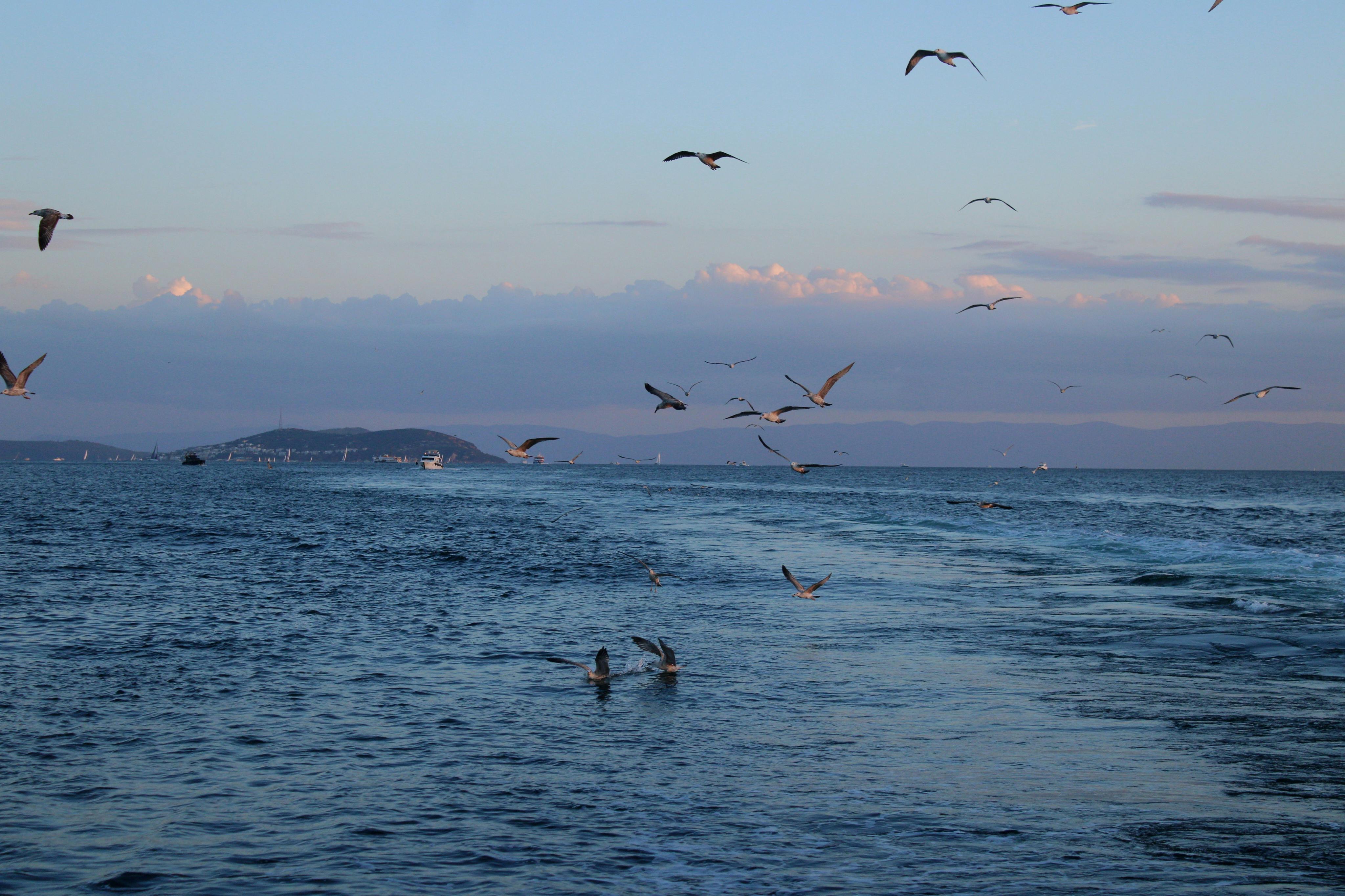 Seagulls Soaring Over Ocean at Twilight · Free Stock Photo