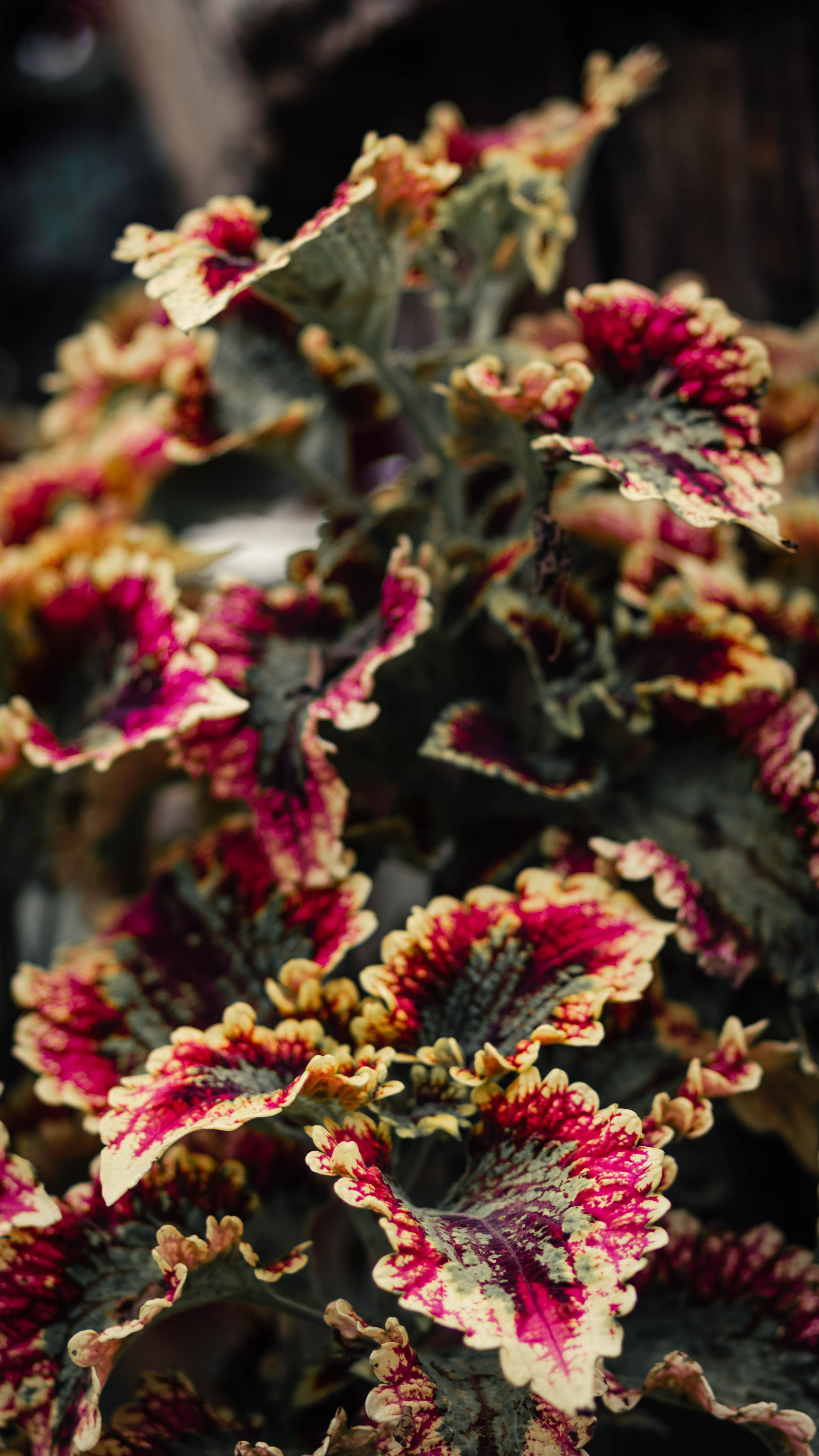 Vibrant Coleus Leaves Close-Up with Variegated Patterns · Free Stock Photo