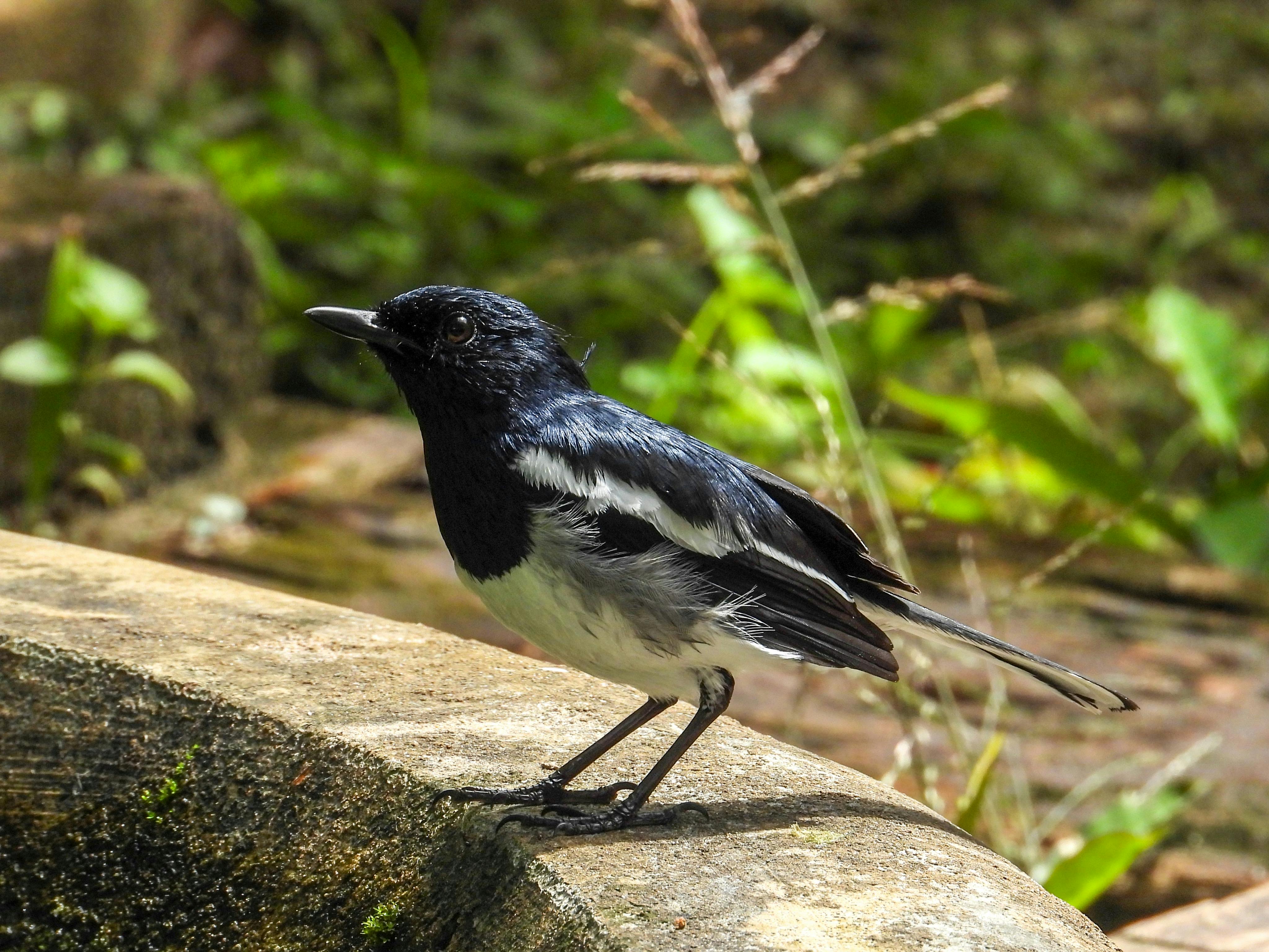 Oriental Magpie Robin in Natural Habitat · Free Stock Photo