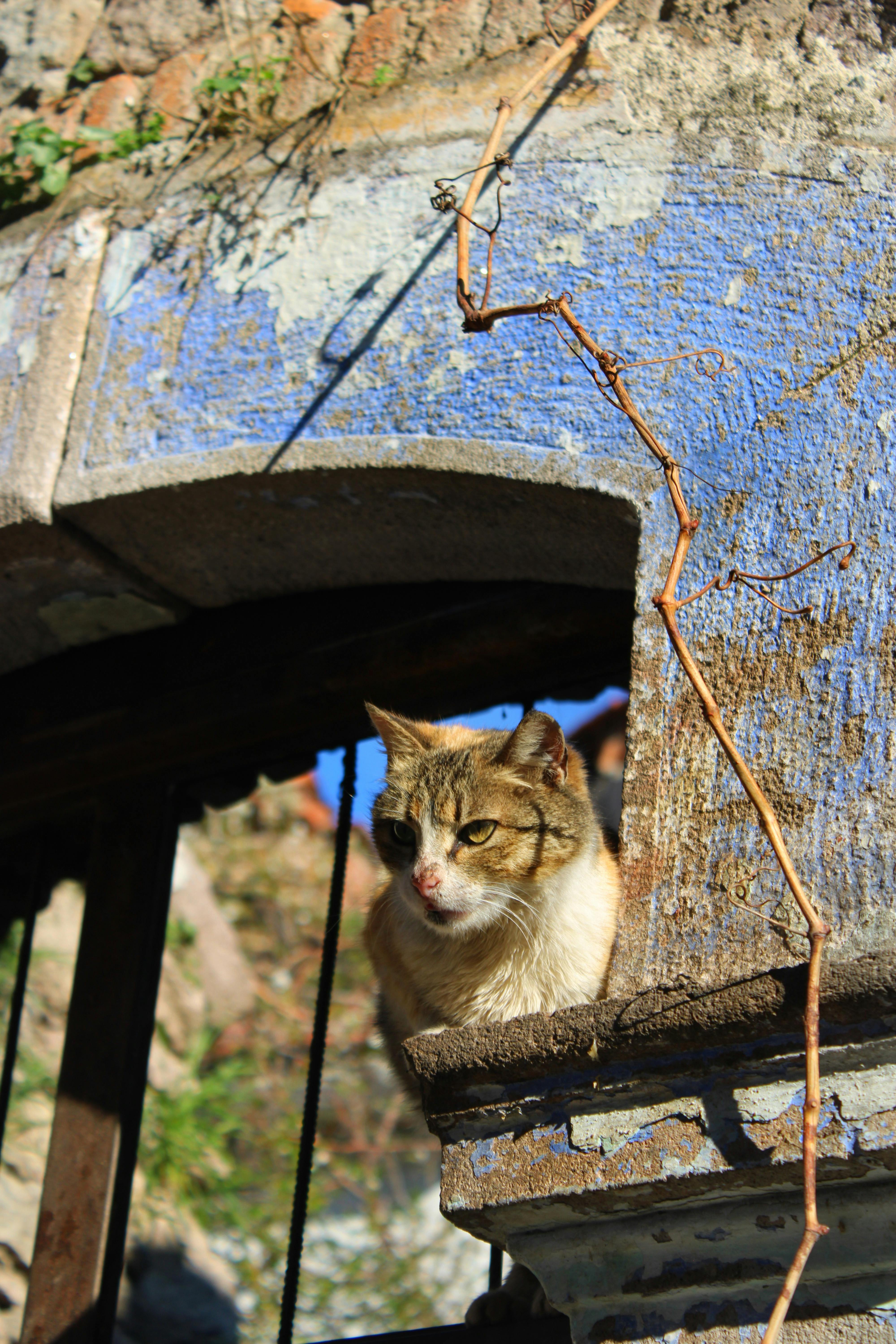 Curious Cat Resting on Weathered Stone Arch · Free Stock Photo