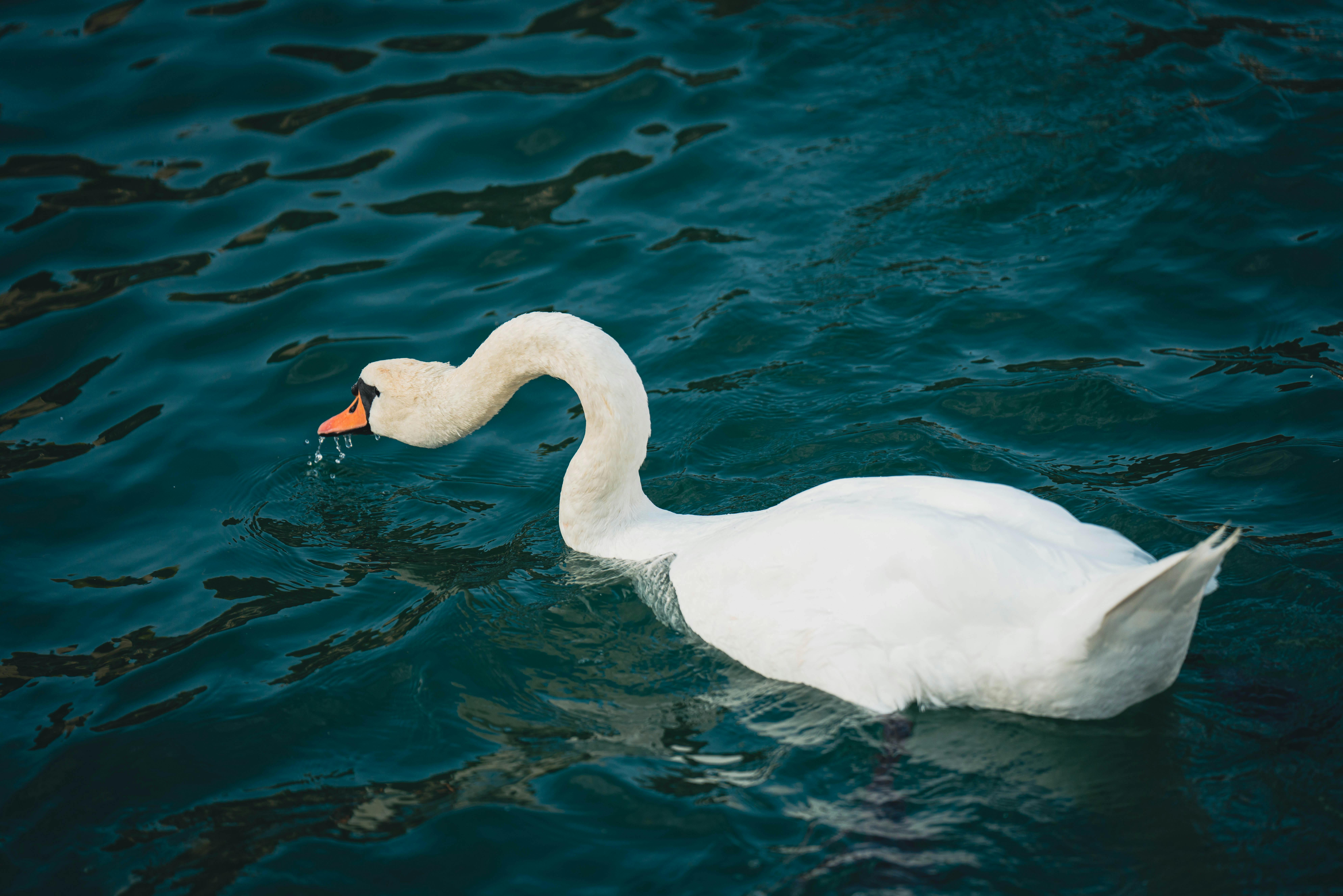 White Goose Close Up Photo · Free Stock Photo