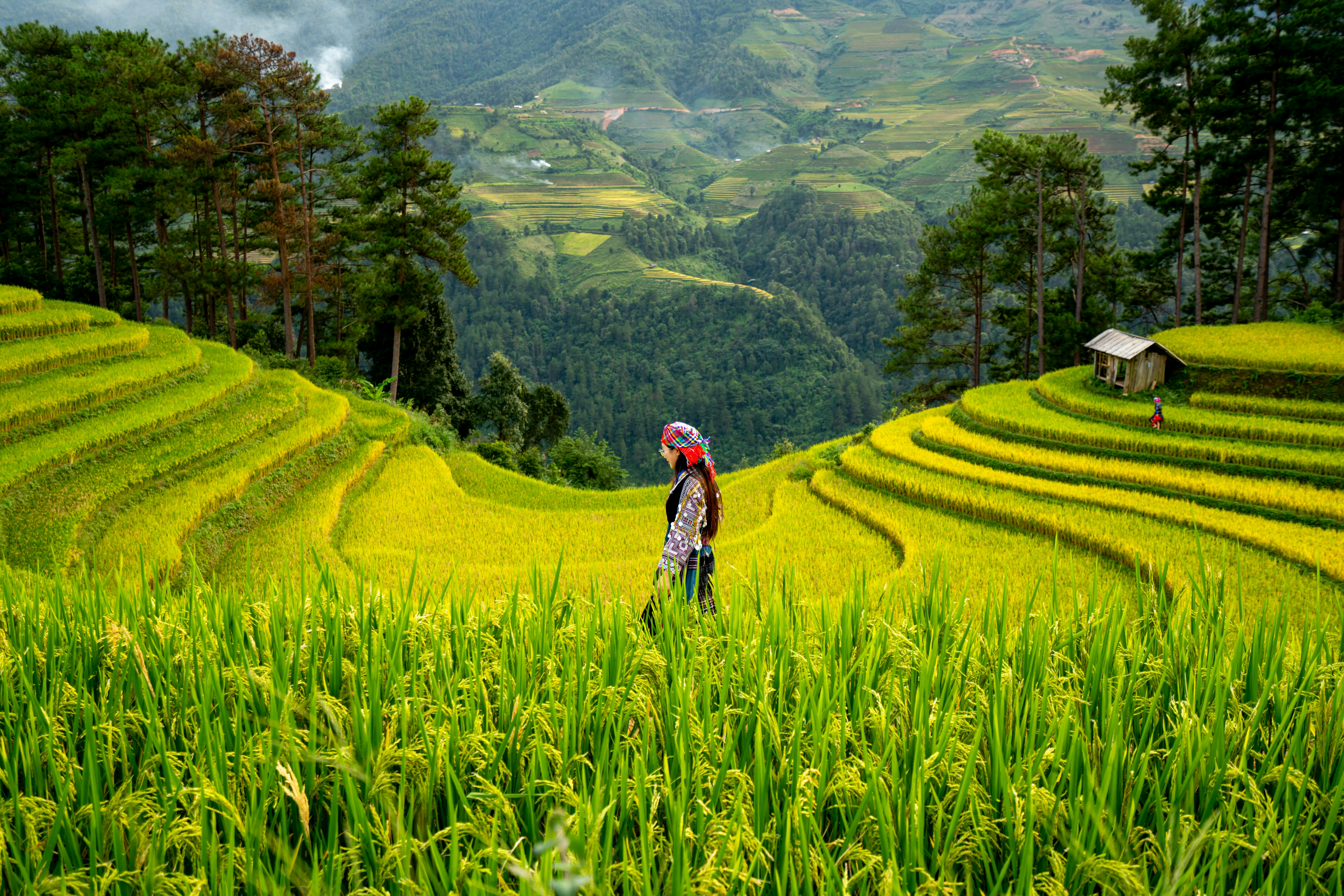 Woman in Colorful Garb Walking Through Rice Terraces · Free Stock Photo