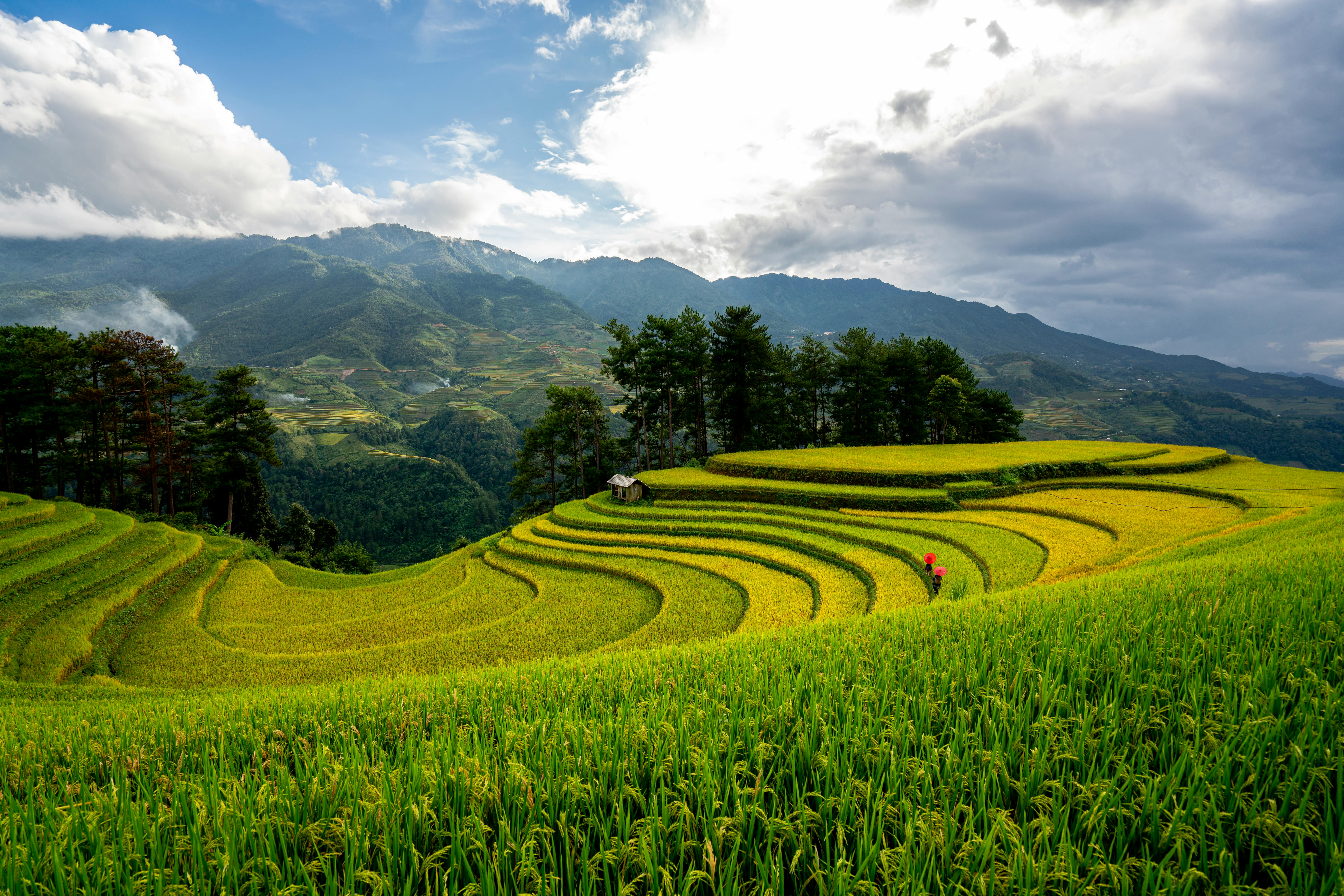 Hamparan Sawah Terasering Yang Indah Di Bentang Alam Pegunungan · Foto ...