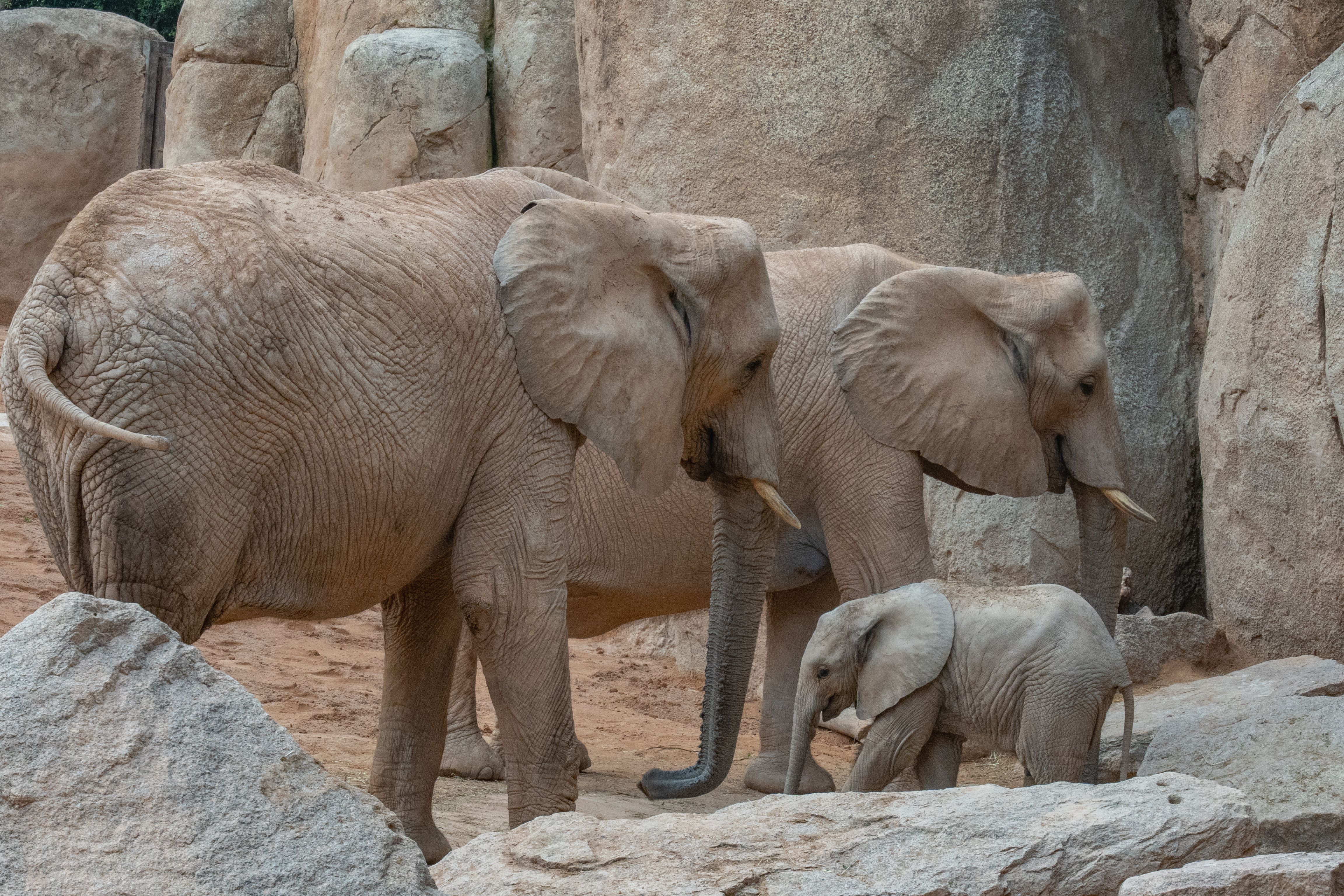 Family of African Elephants in Rocky Habitat · Free Stock Photo