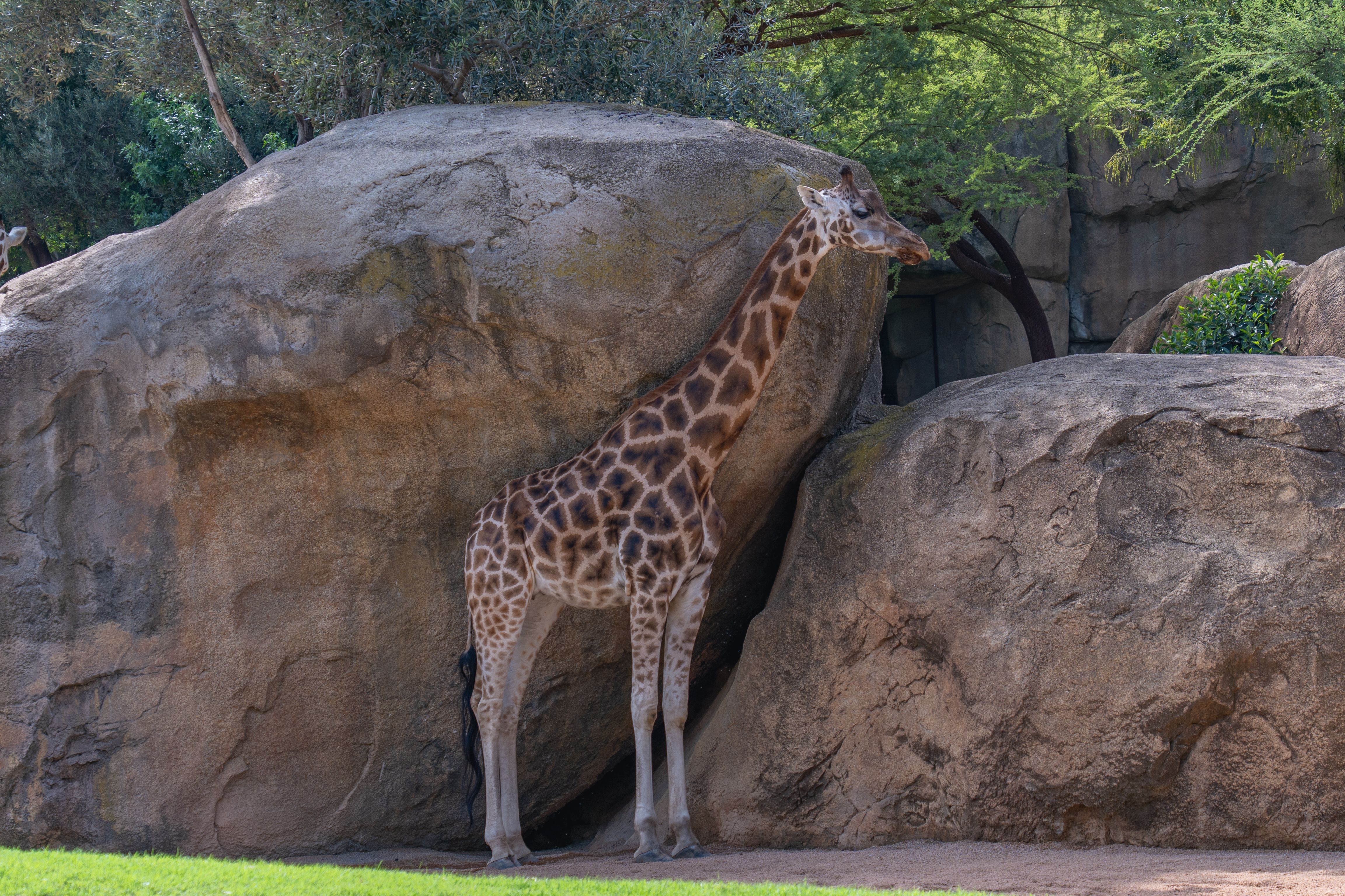Giraffe Standing Beside Large Rock Formation Outdoors · Free Stock Photo