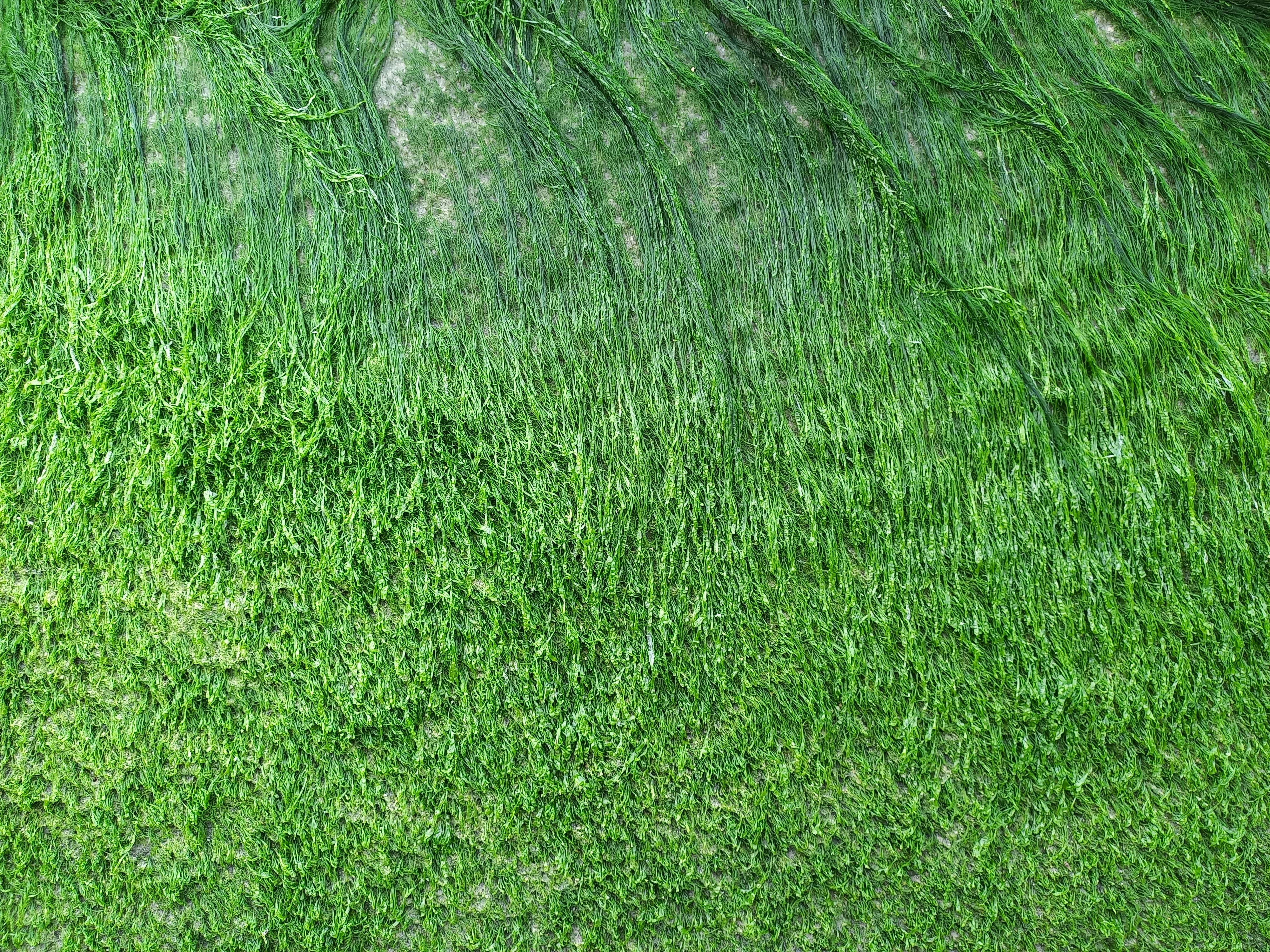 Vibrant Green Algae on Water Surface · Free Stock Photo