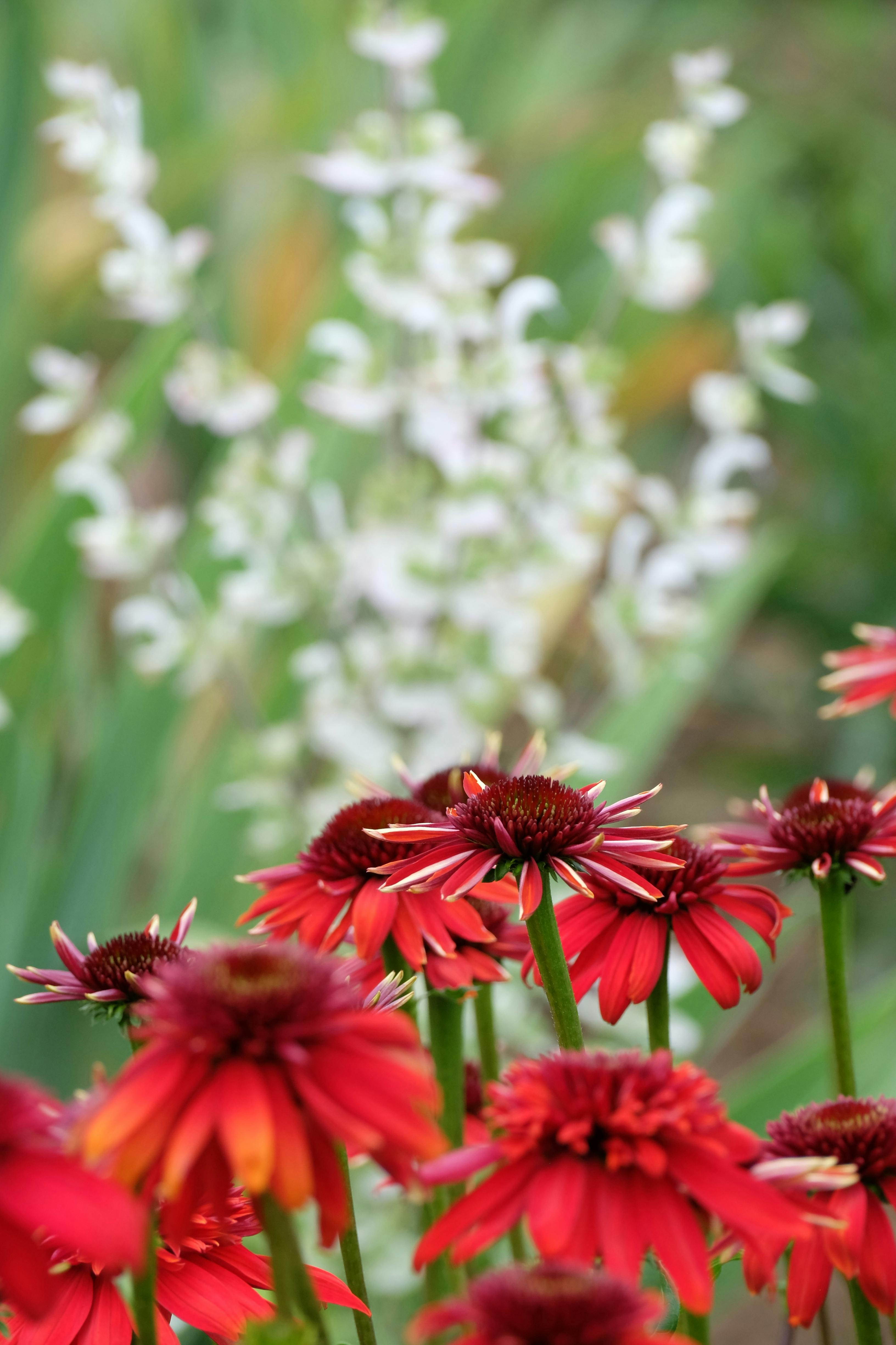 Wild Flowers Foreground Photos, Download The BEST Free Wild Flowers ...