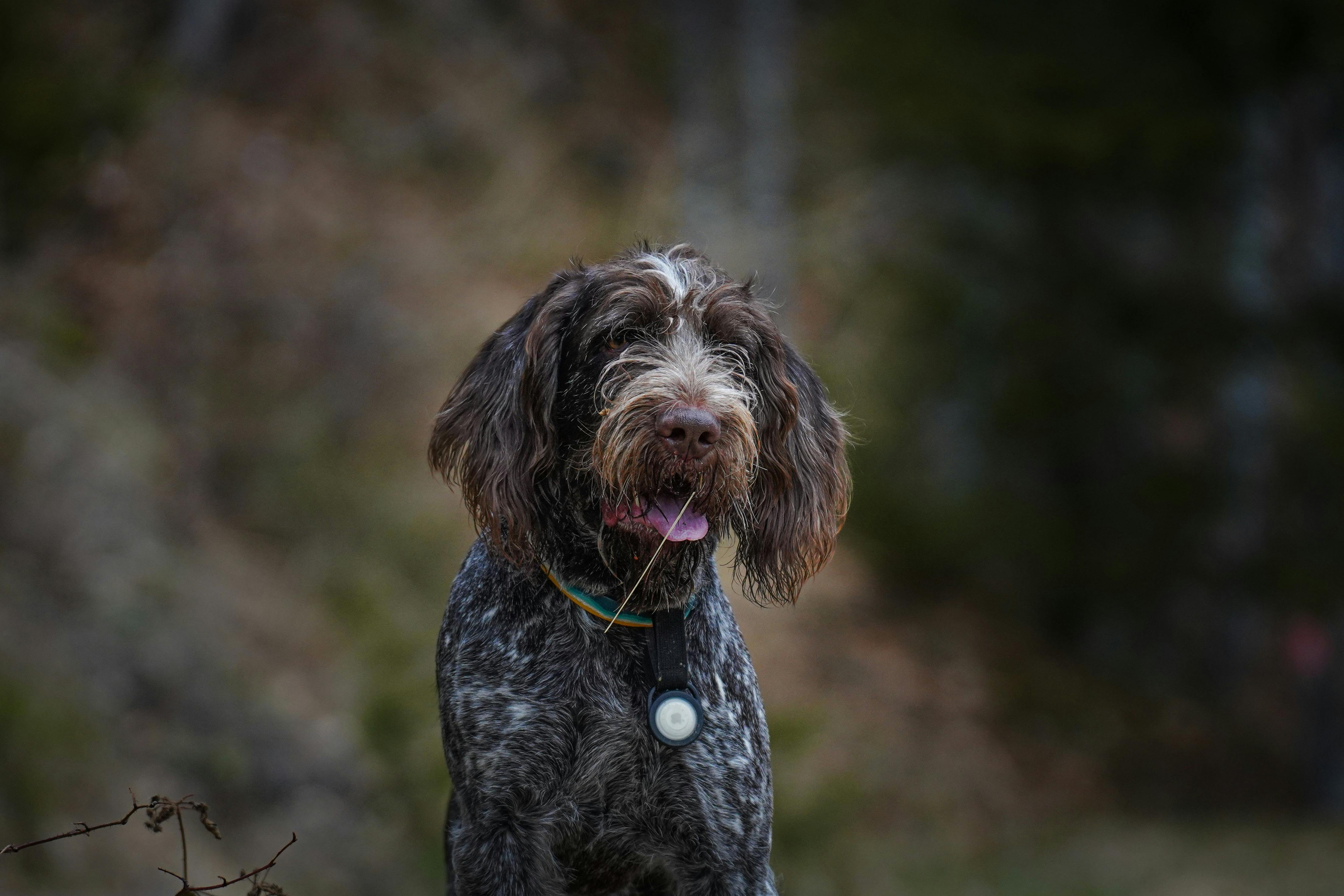 Dog Sitting Photos, Download The BEST Free Dog Sitting Stock Photos ...