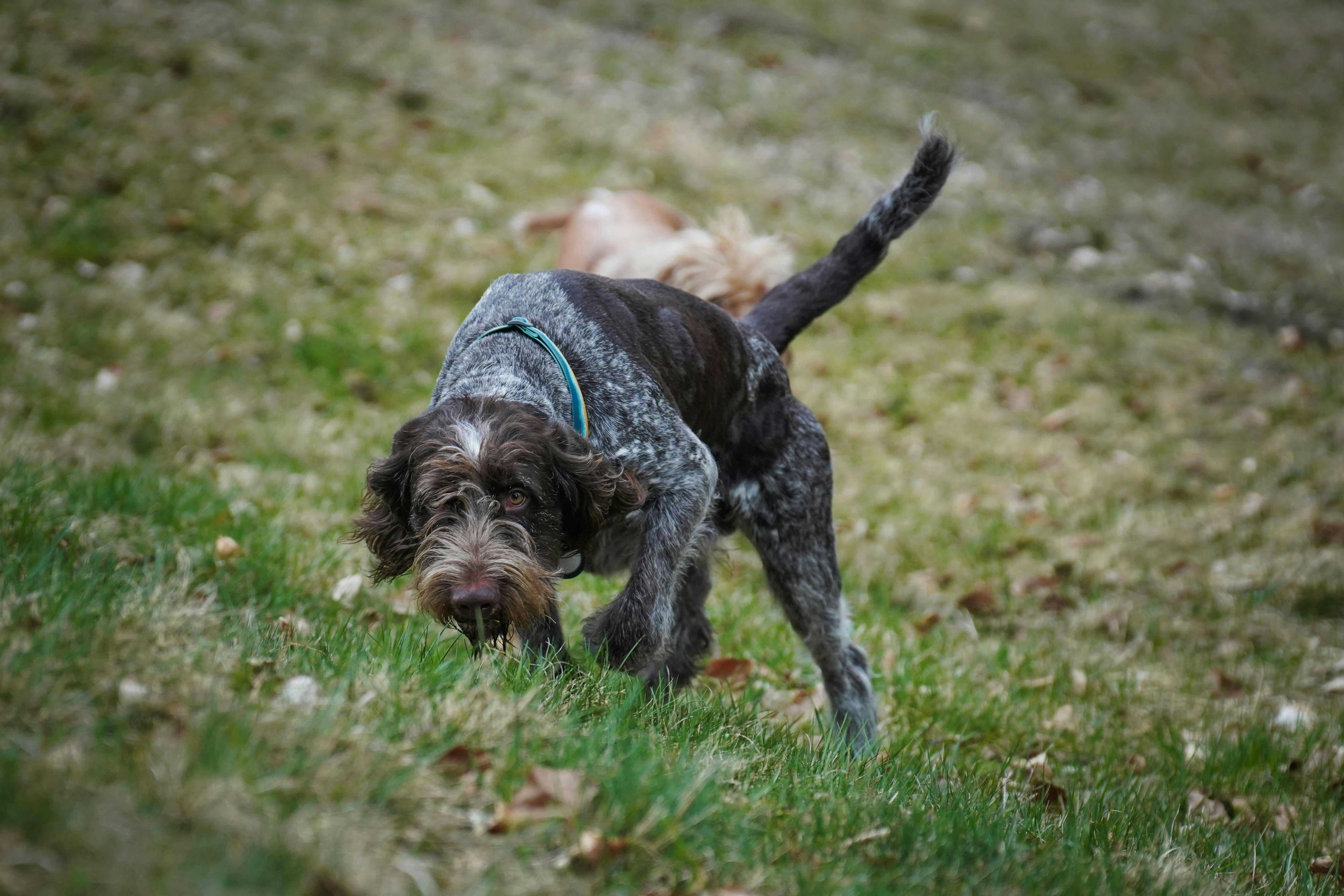 German Wirehaired Pointer Sniffing on Grassy Field · Free Stock Photo