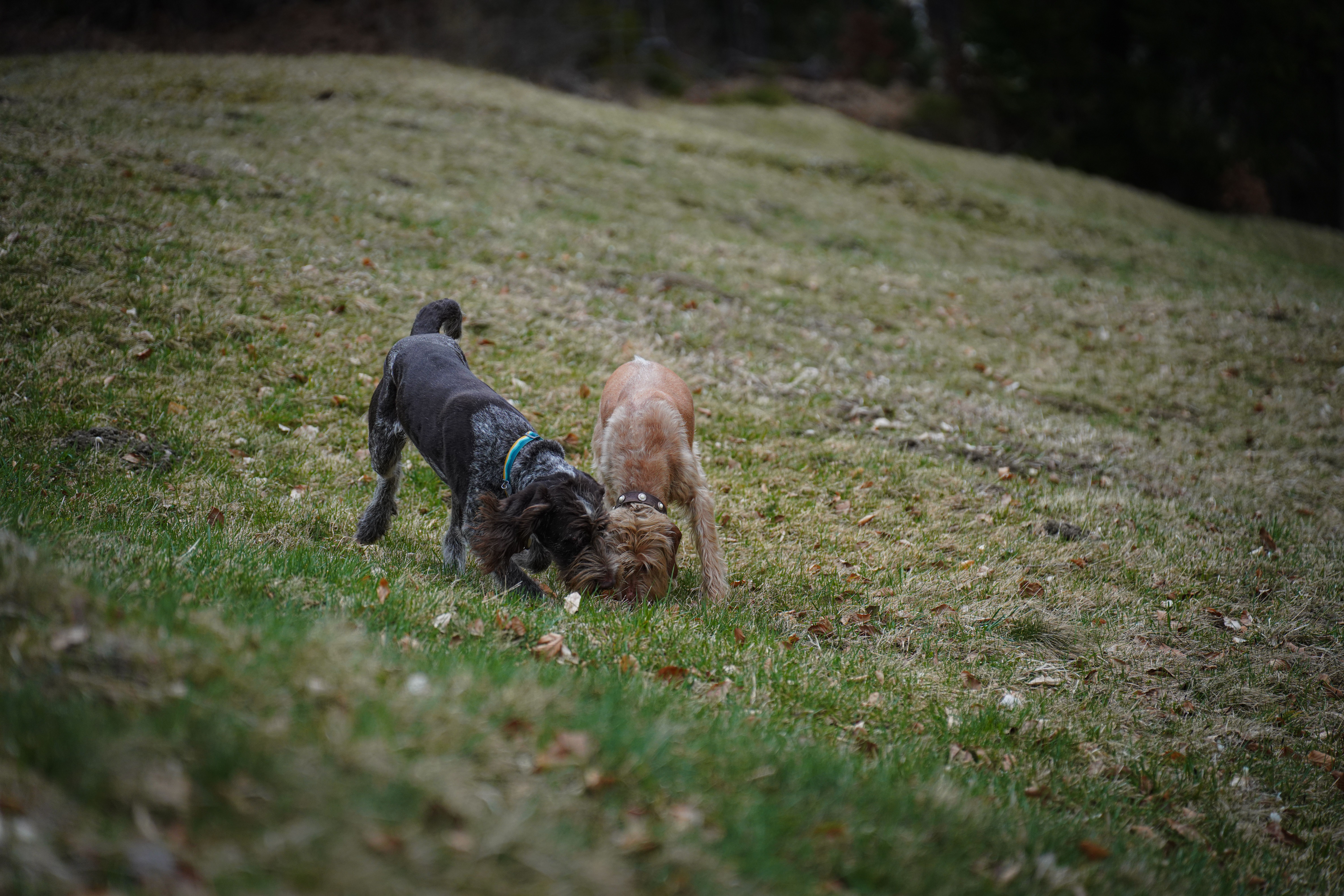 Two Dogs Playing on a Grassy Field Outdoors · Free Stock Photo