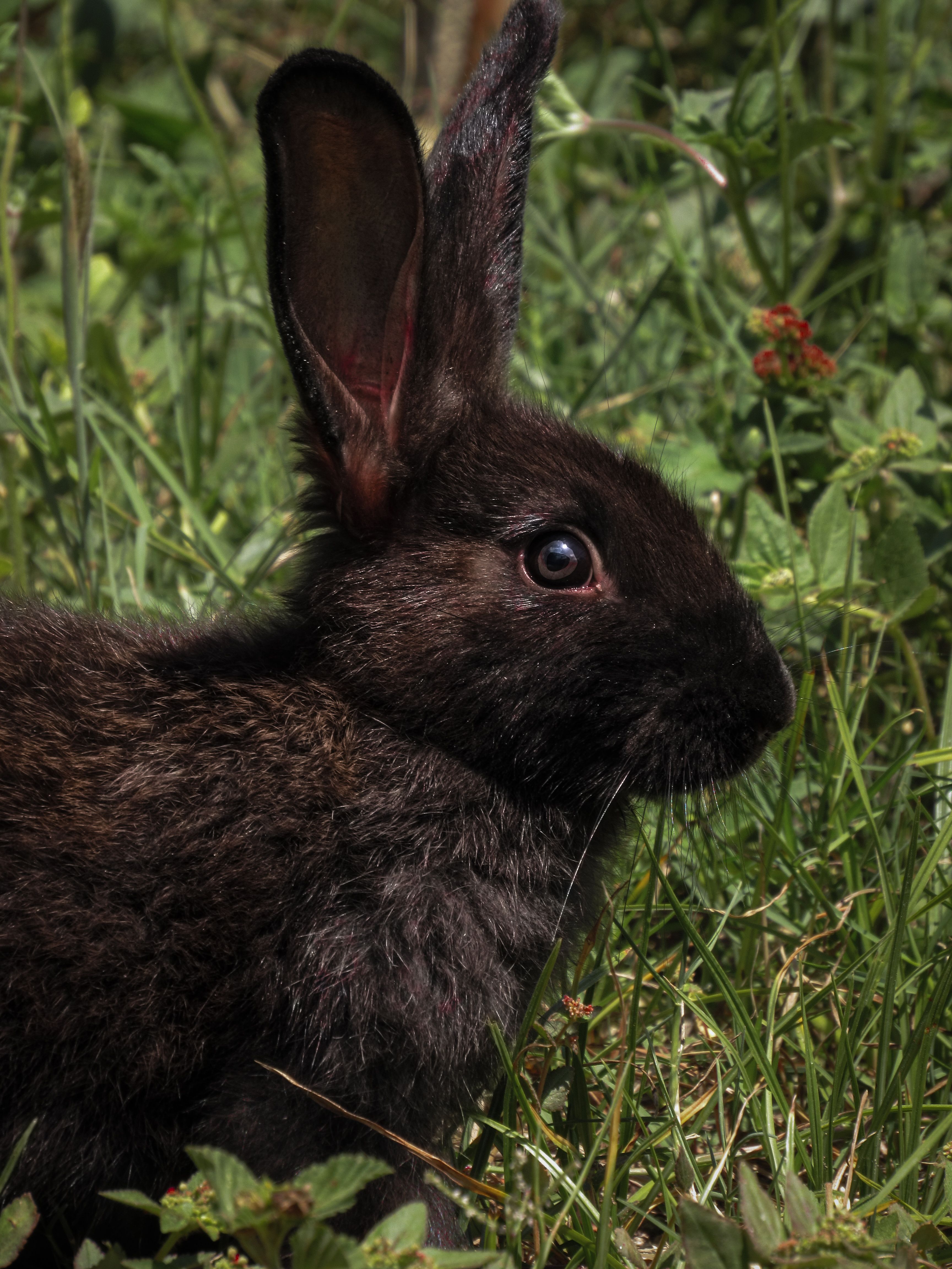 Alaska Rabbit Photos, Download The BEST Free Alaska Rabbit Stock Photos ...