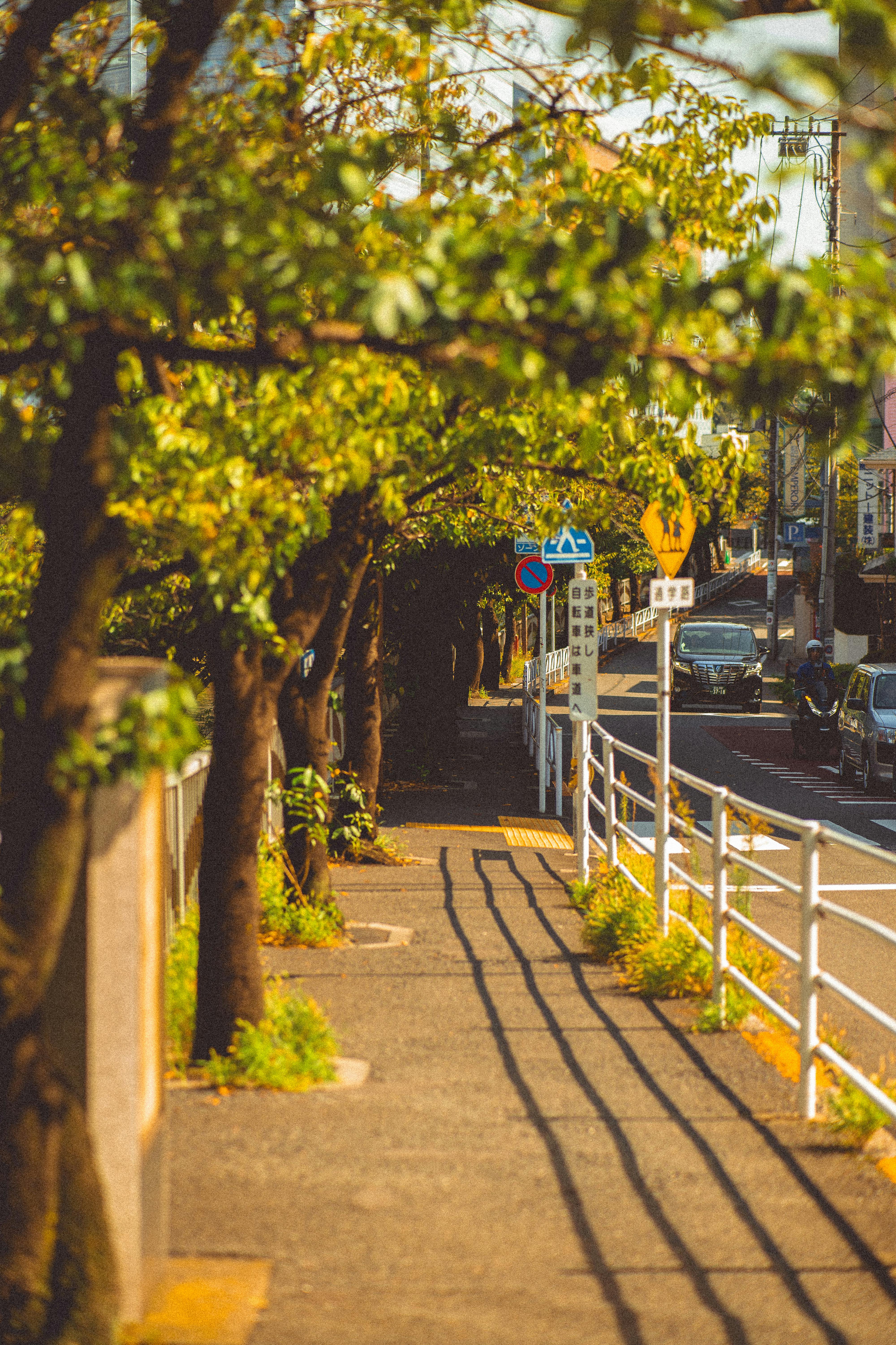 Scenic Summer Walkway in Tokyo, Japan · Free Stock Photo