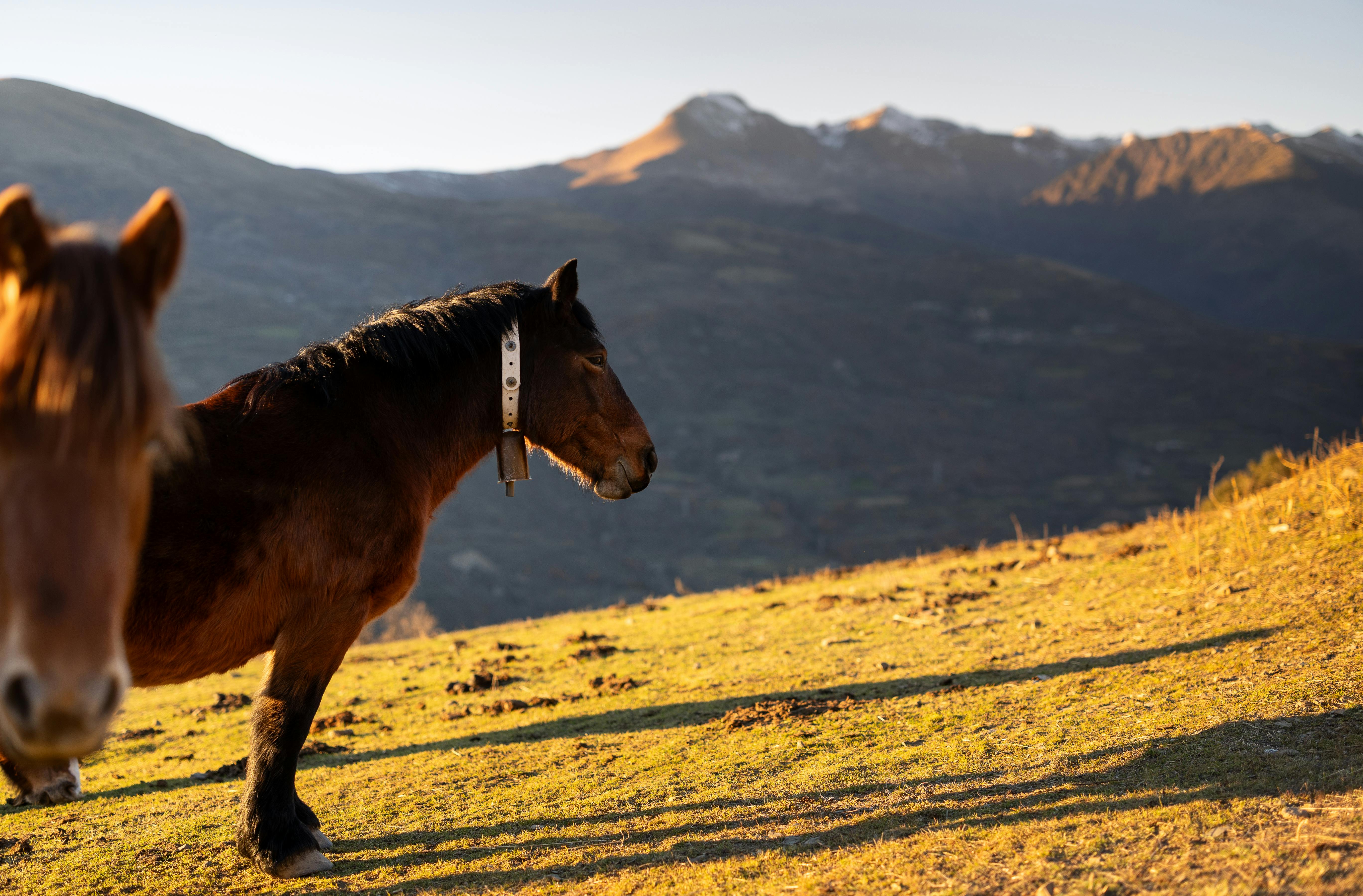 Horses Grazing in the Pyrenees at Sunset · Free Stock Photo