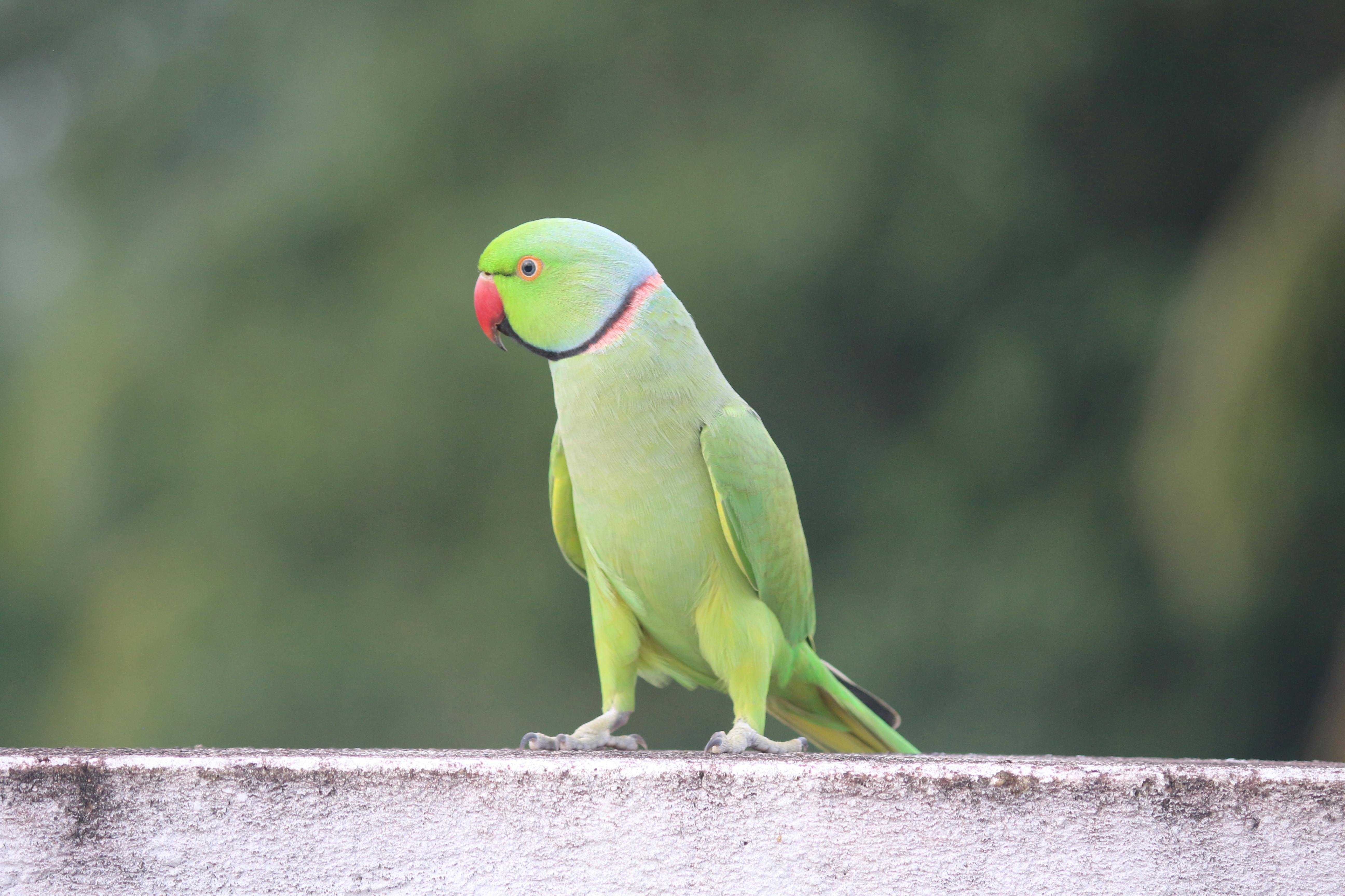 Rose-ring Parakeet · Free Stock Photo