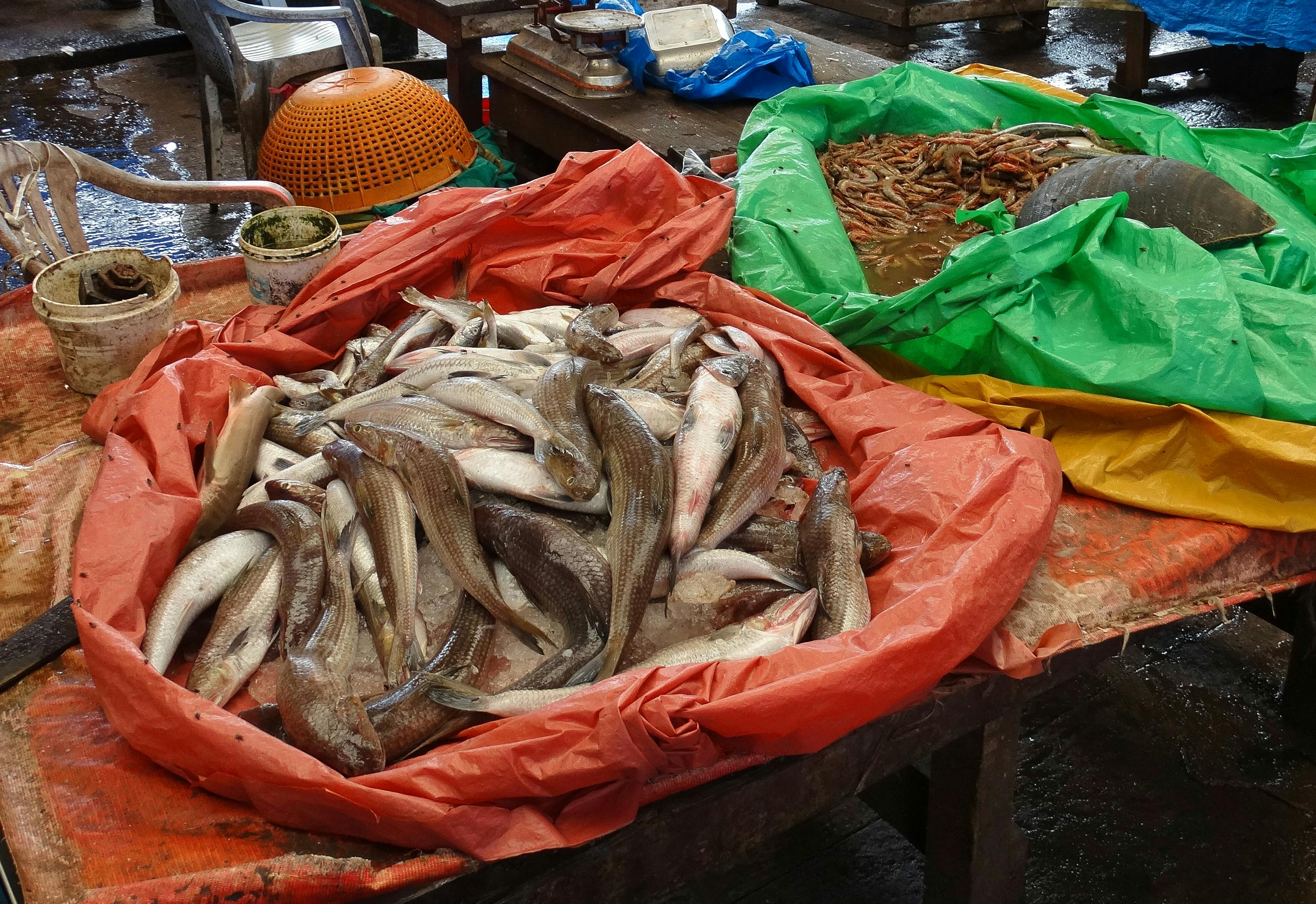 Indian Fish Bazaar Photos, Download The BEST Free Indian Fish Bazaar Stock Photos & HD Images