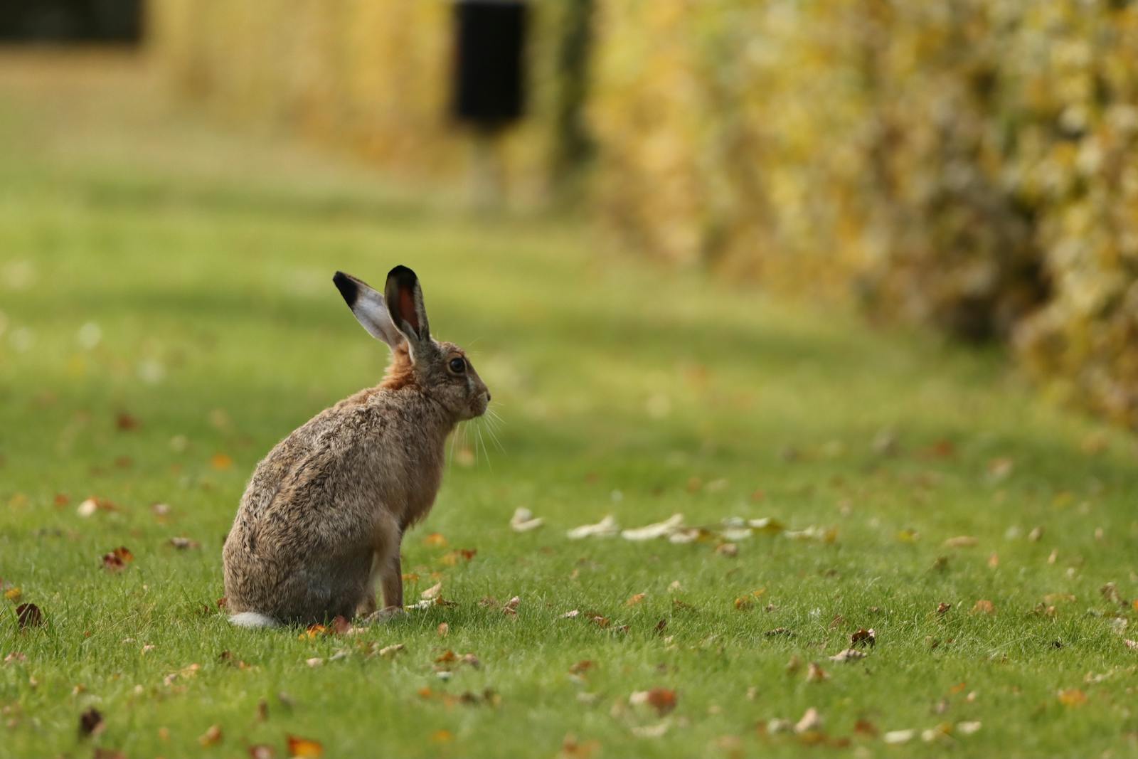 Rabbit Photos Photos, Download The BEST Free Rabbit Photos Stock Photos ...