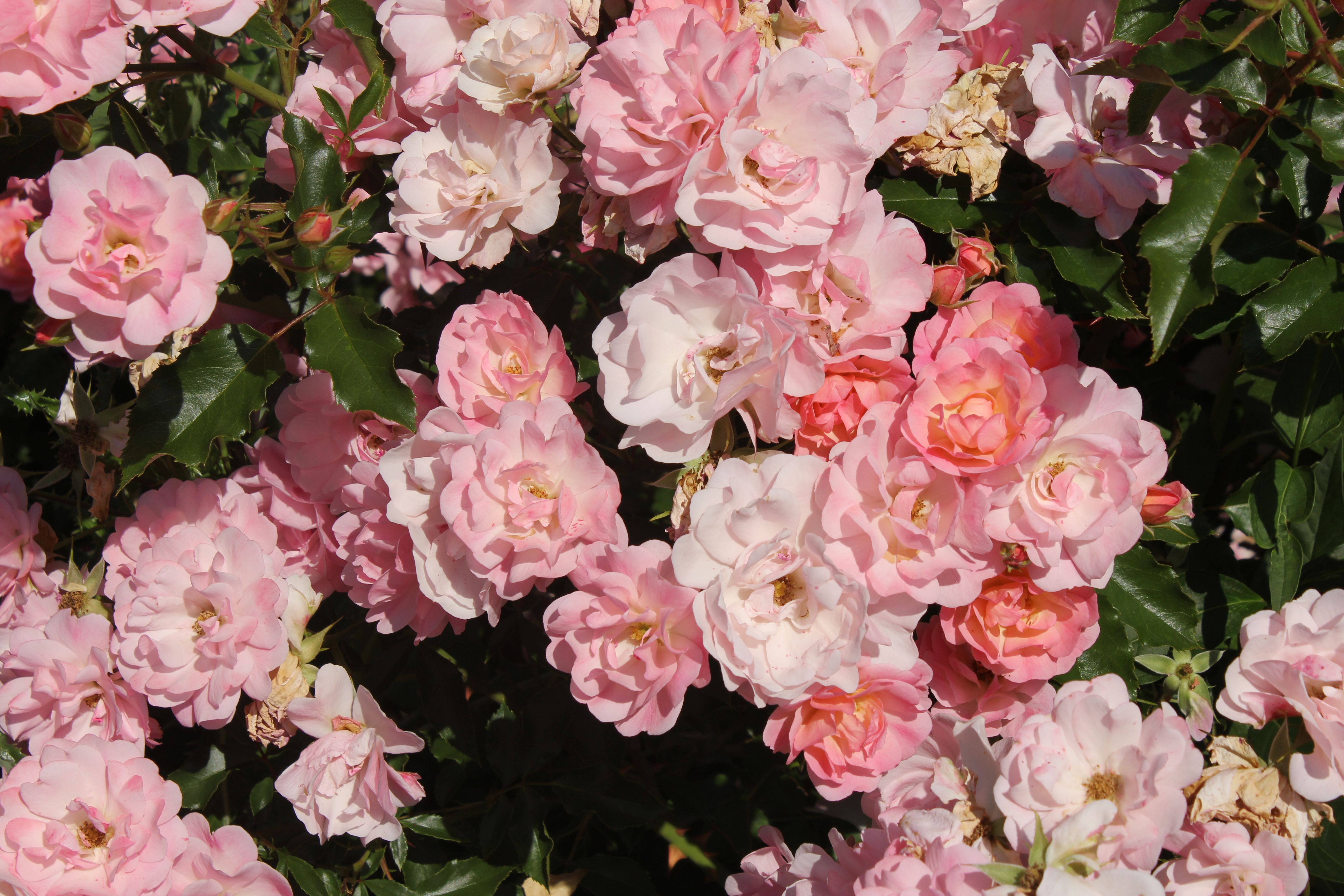 Blooming Pink Roses in Toronto Garden · Free Stock Photo