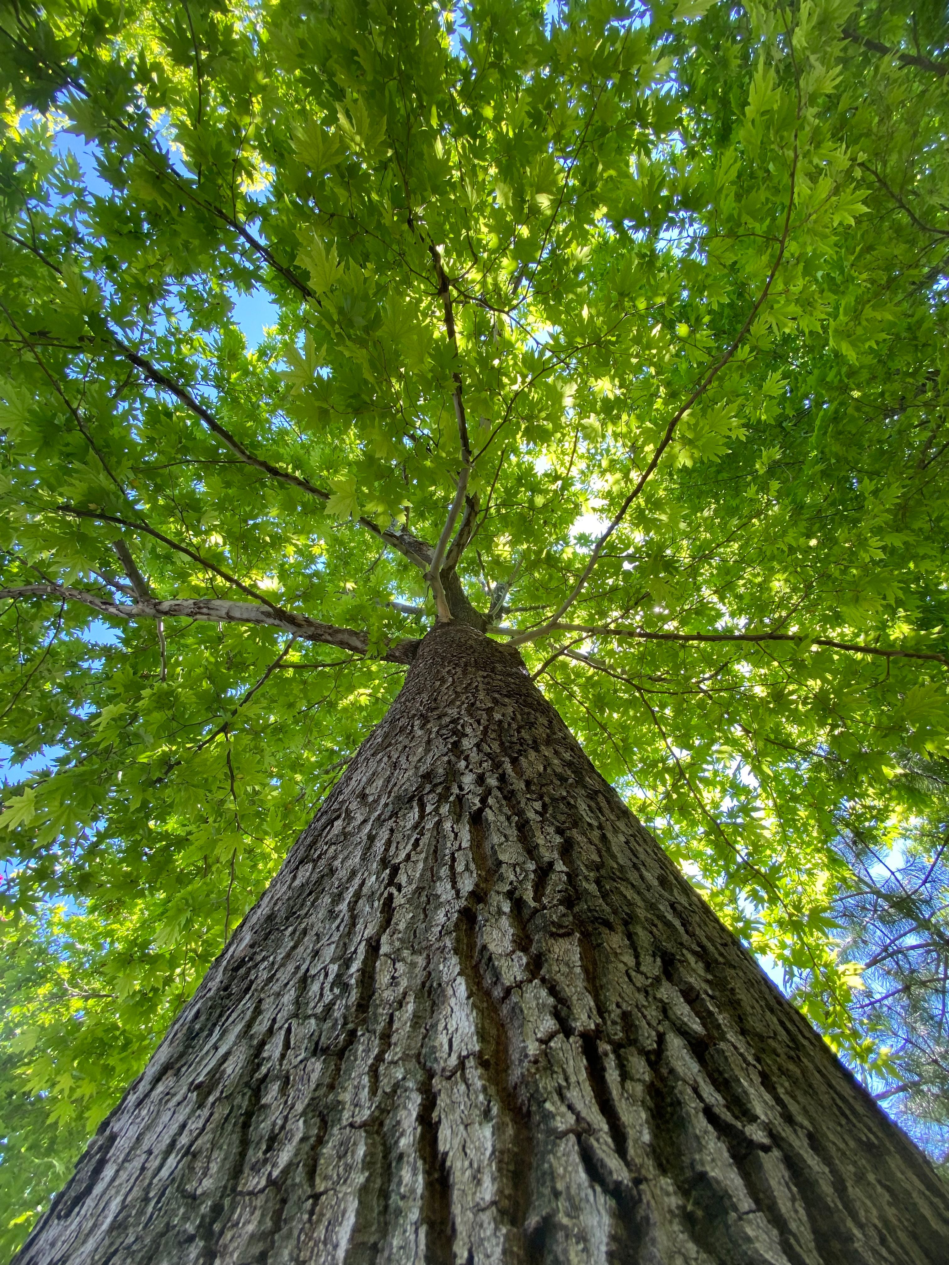 Majestic Oak Tree from Trunk to Canopy · Free Stock Photo