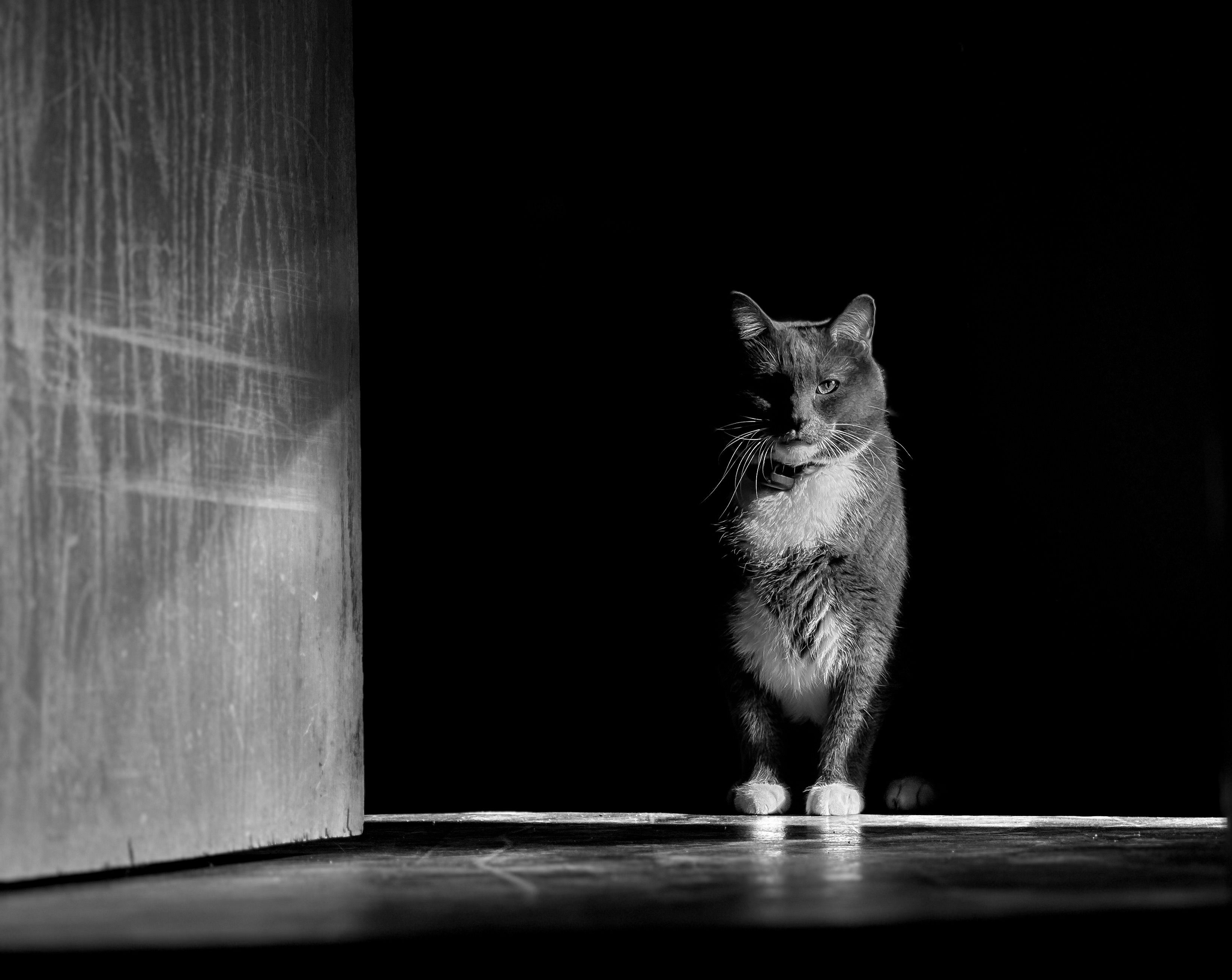Dramatic Black and White Portrait of a Cat · Free Stock Photo