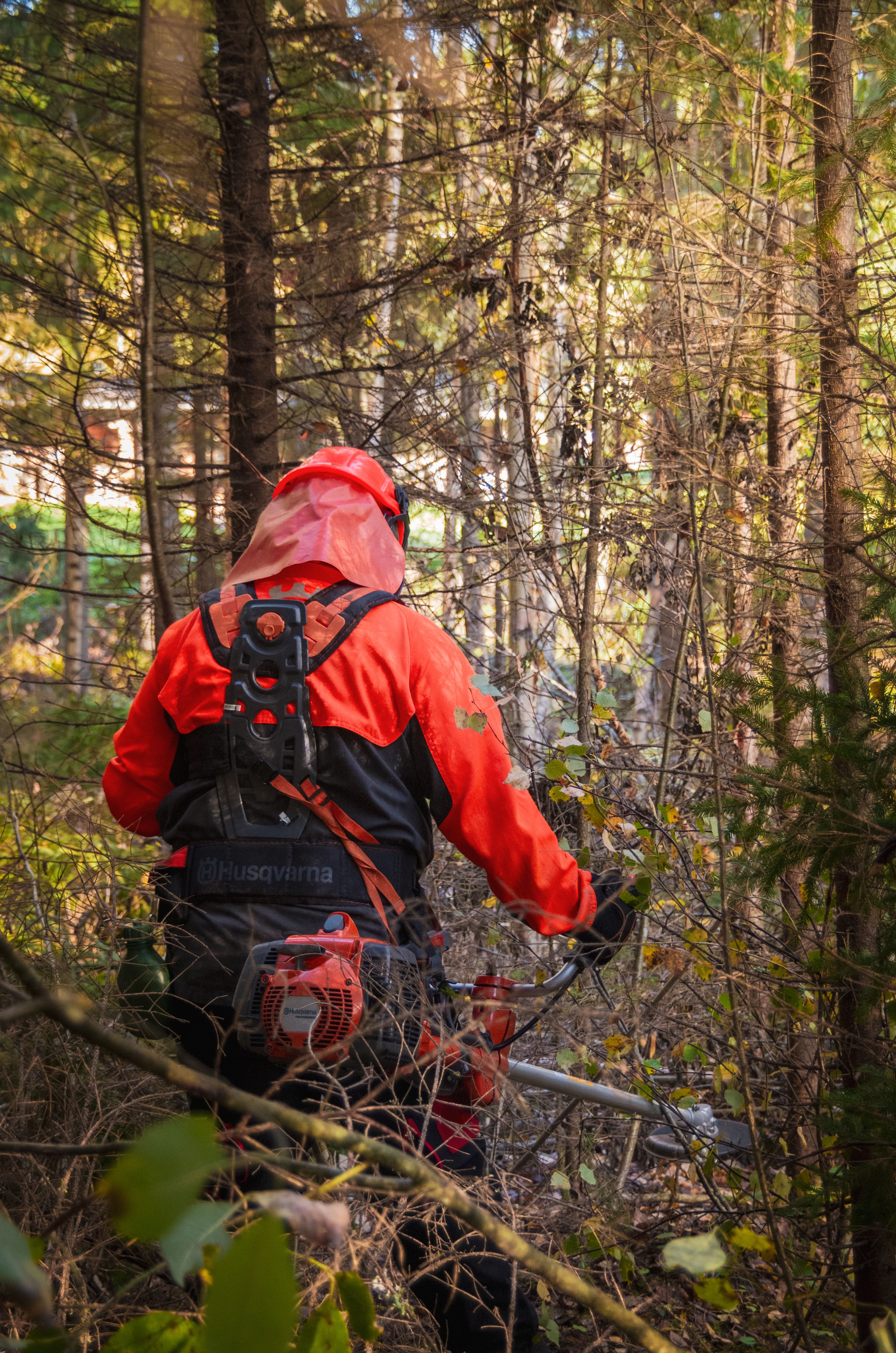 Forest Worker Using Brushcutter in Finnish Woods · Free Stock Photo