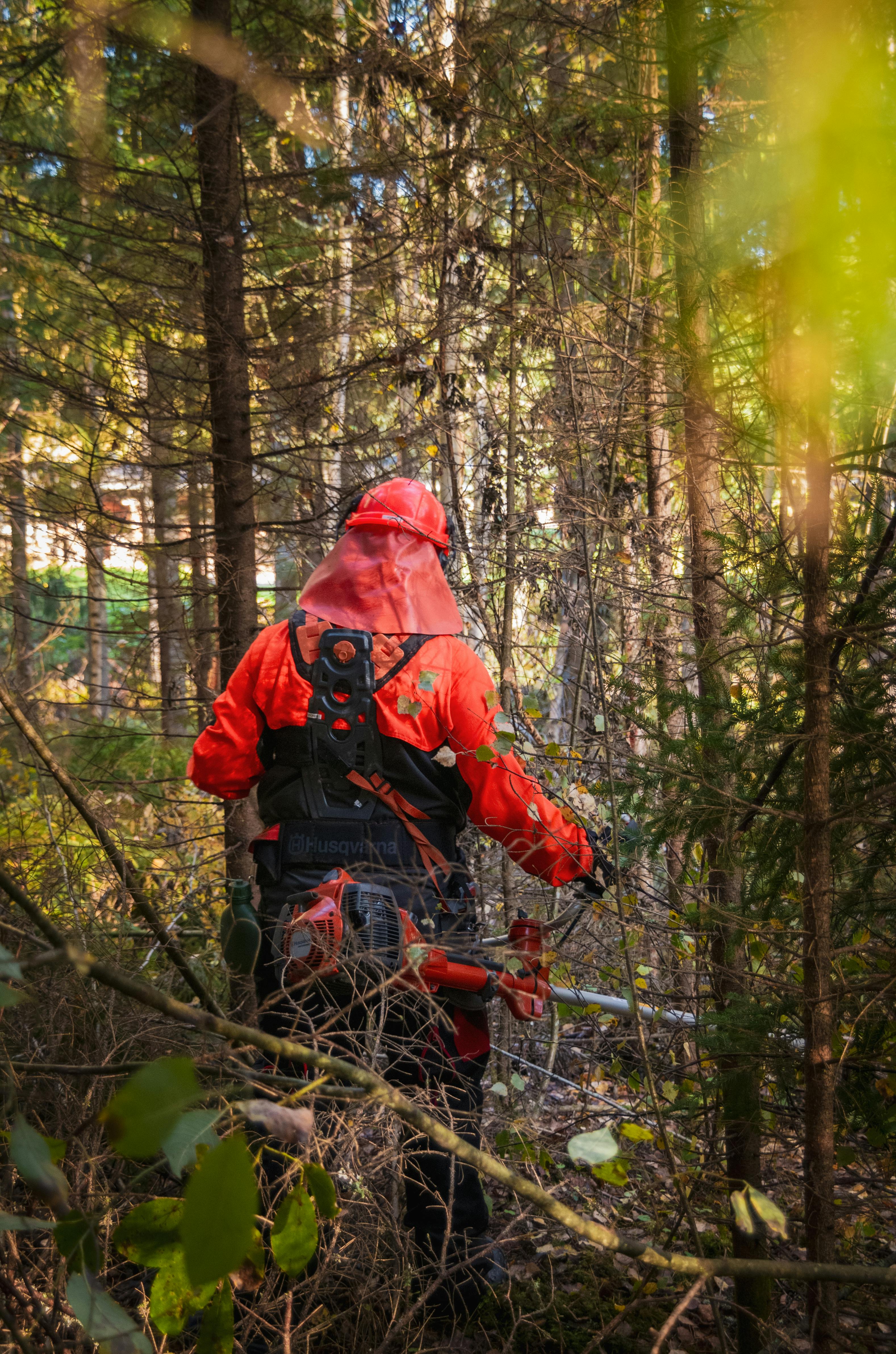 Forester Managing Underbrush in Finnish Forest · Free Stock Photo