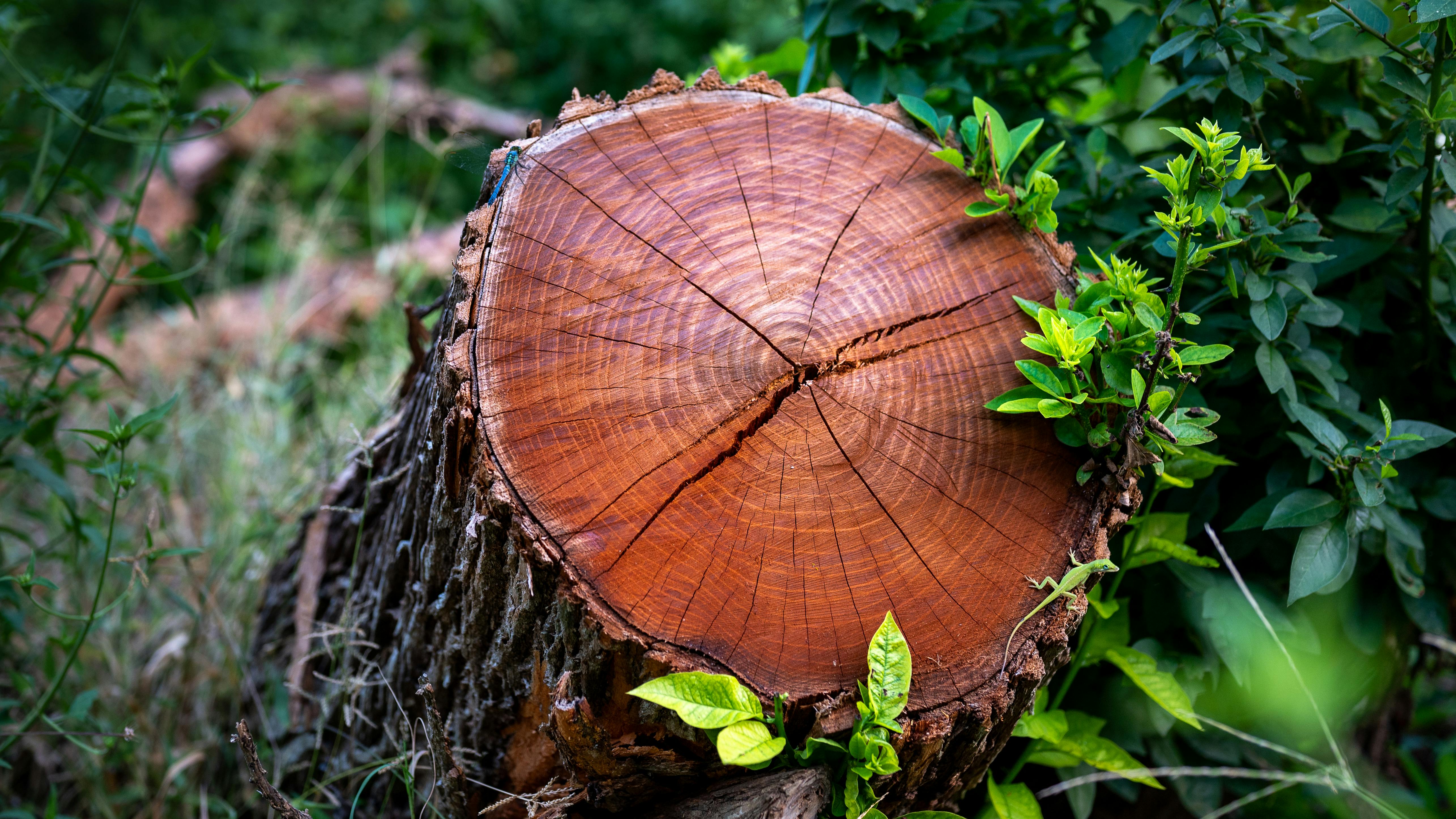 Vibrant Tree Stump with Lush Greenery in Texas · Free Stock Photo