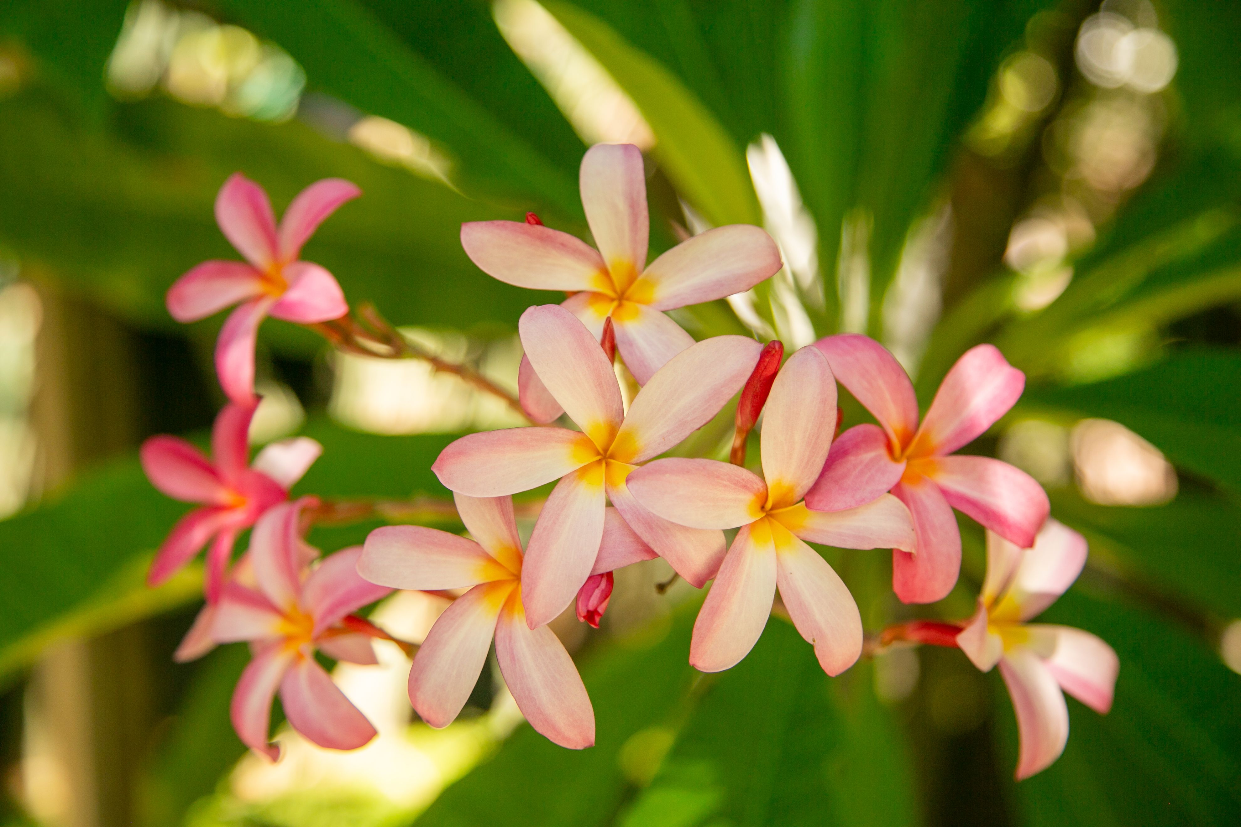 Vibrant Pink Plumeria Blossoms in Catania · Free Stock Photo