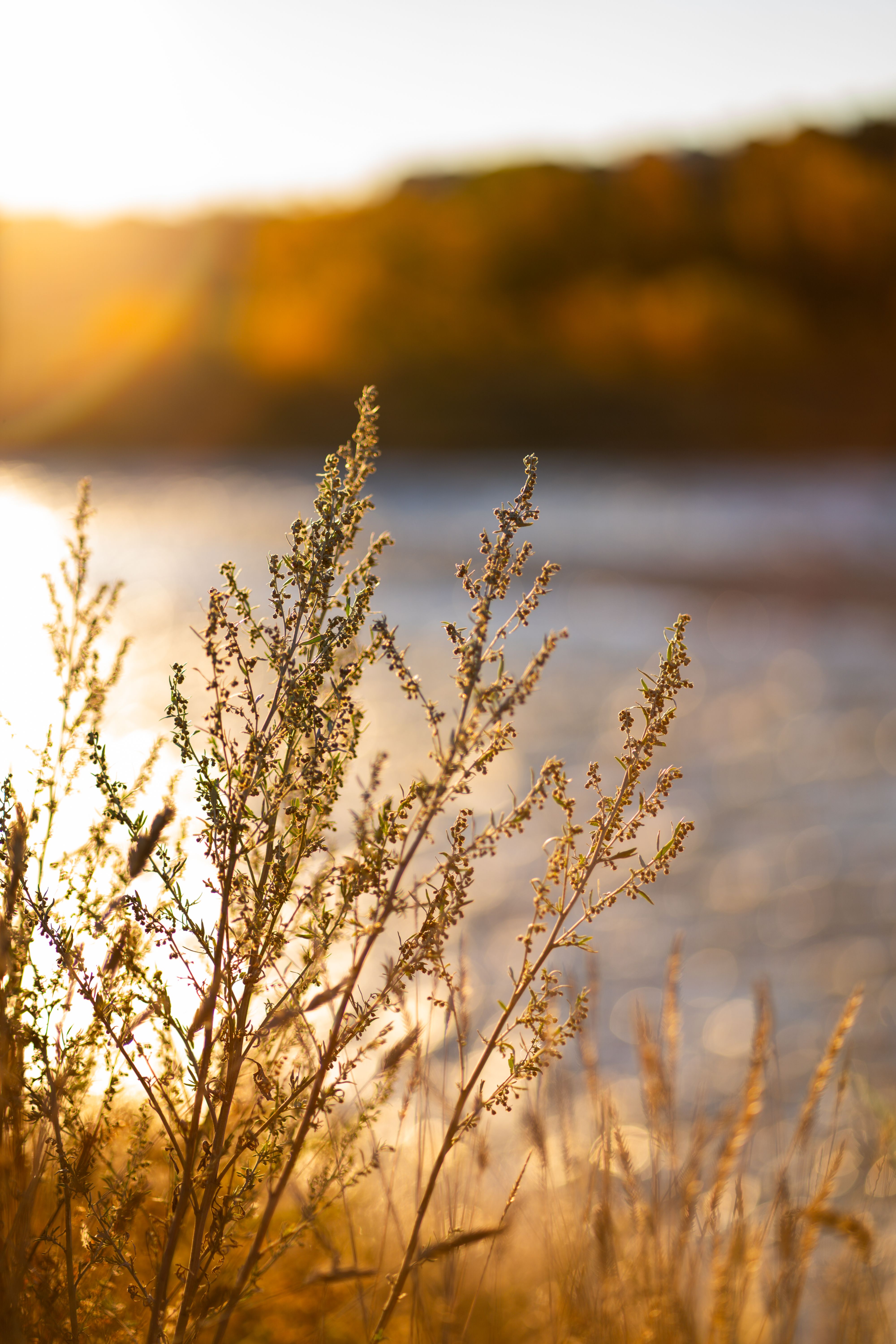 Autumn Dawn in Cochrane Riverbanks · Free Stock Photo