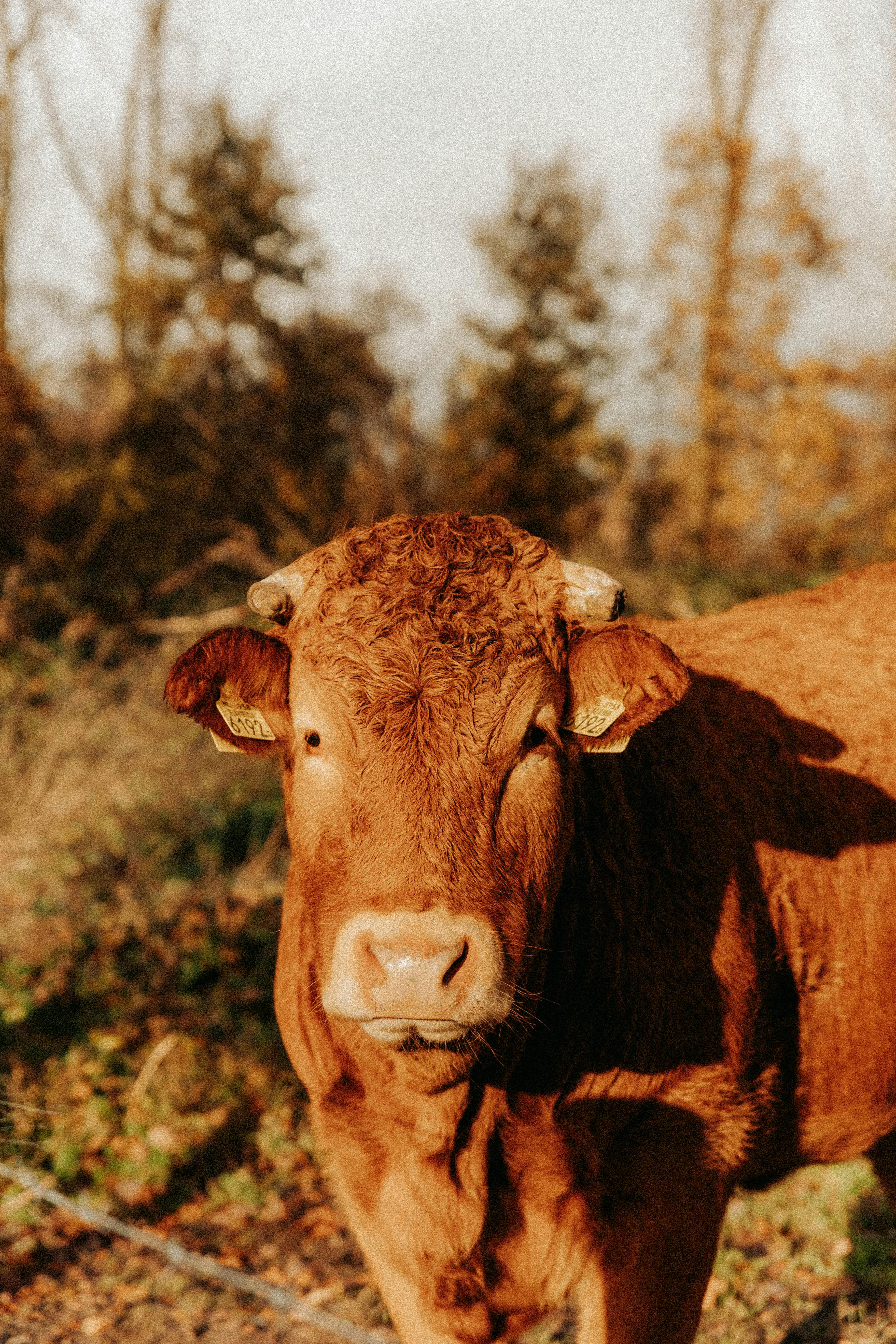 Portrait of a Brown Cow in Sunlit Forest · Free Stock Photo