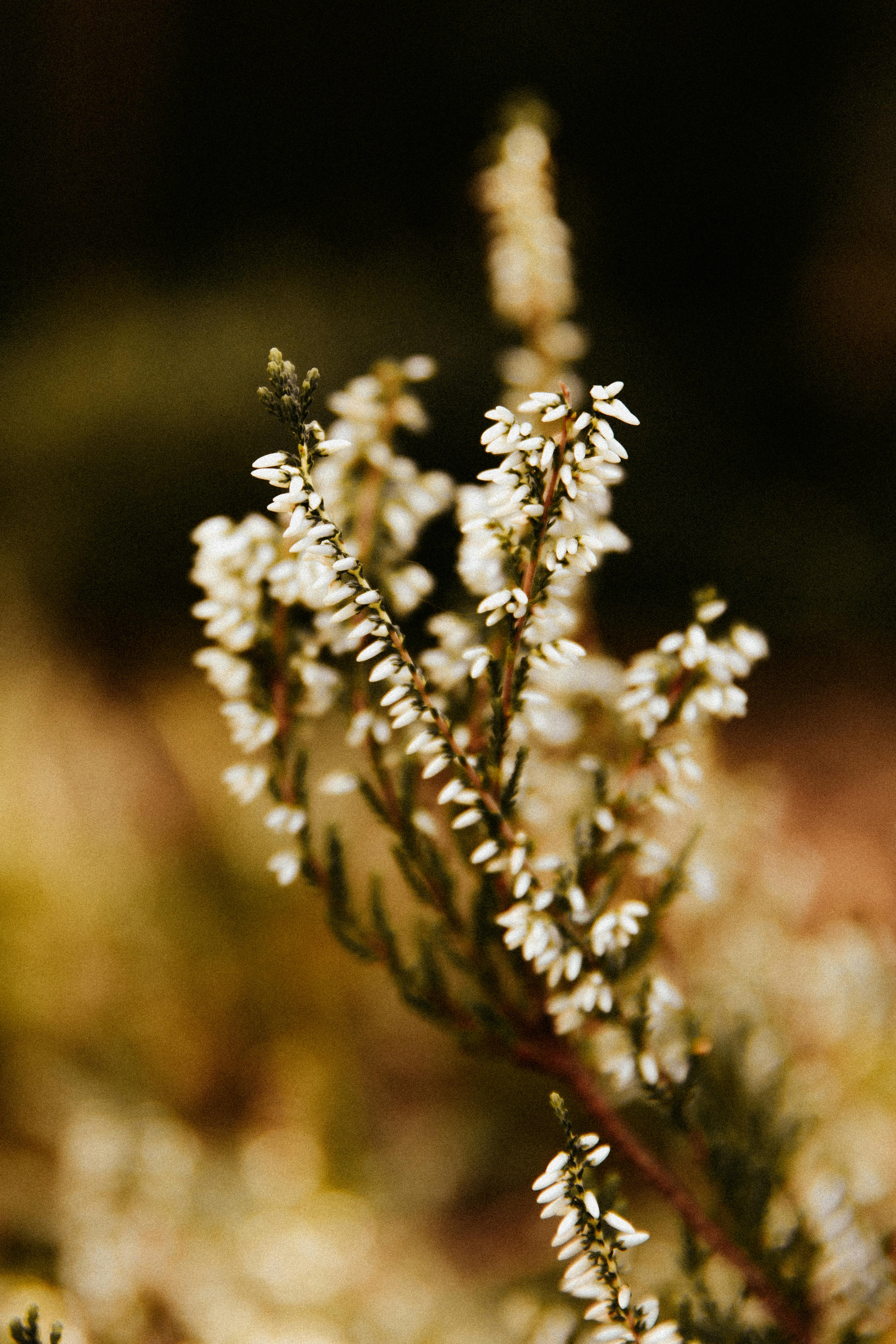 Close-up of White Heather Blossoms in Nature · Free Stock Photo
