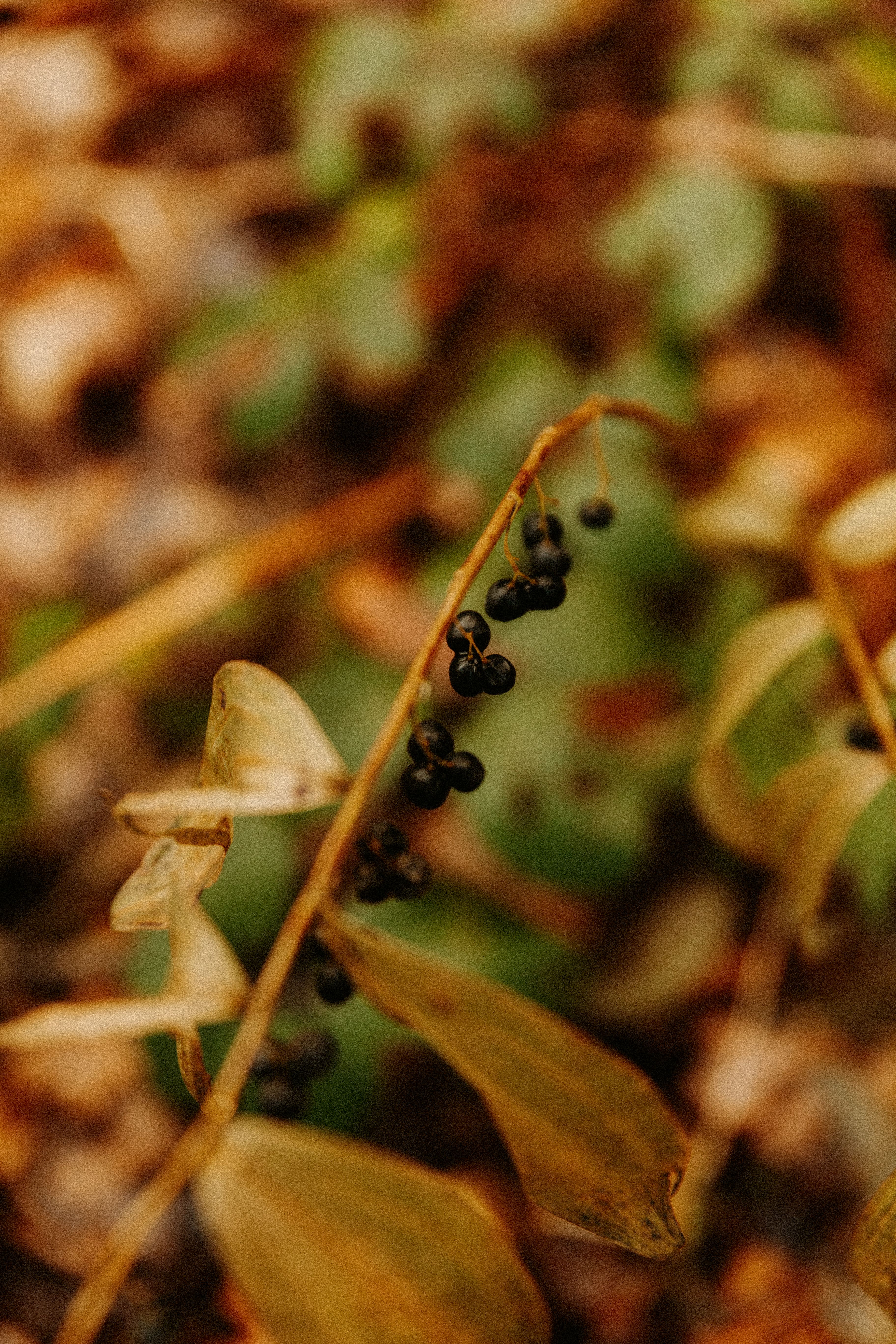 Close-up of Wild Berries in Autumn Forest · Free Stock Photo