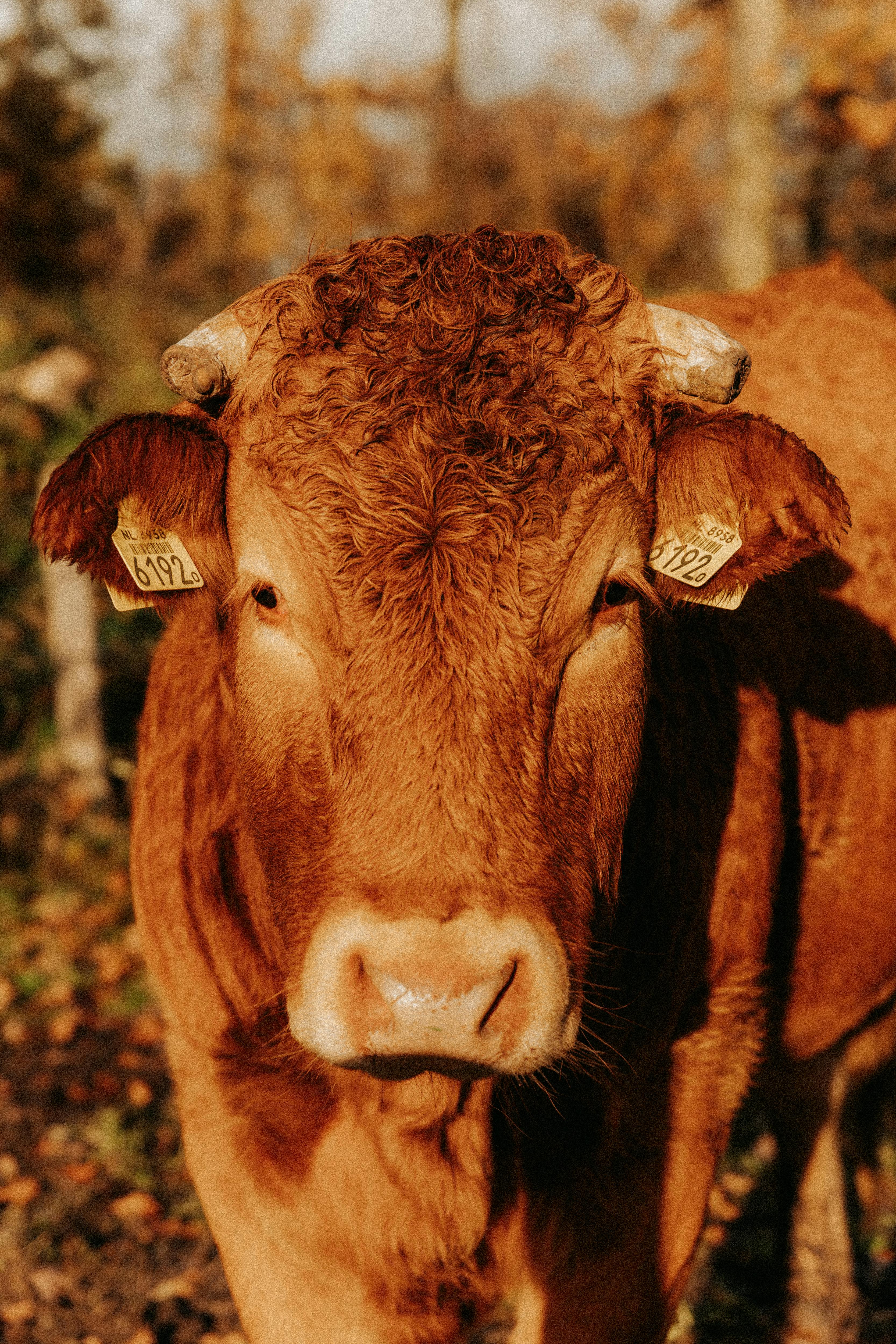 Cinnamon Cow Photos, Download The BEST Free Cinnamon Cow Stock Photos ...