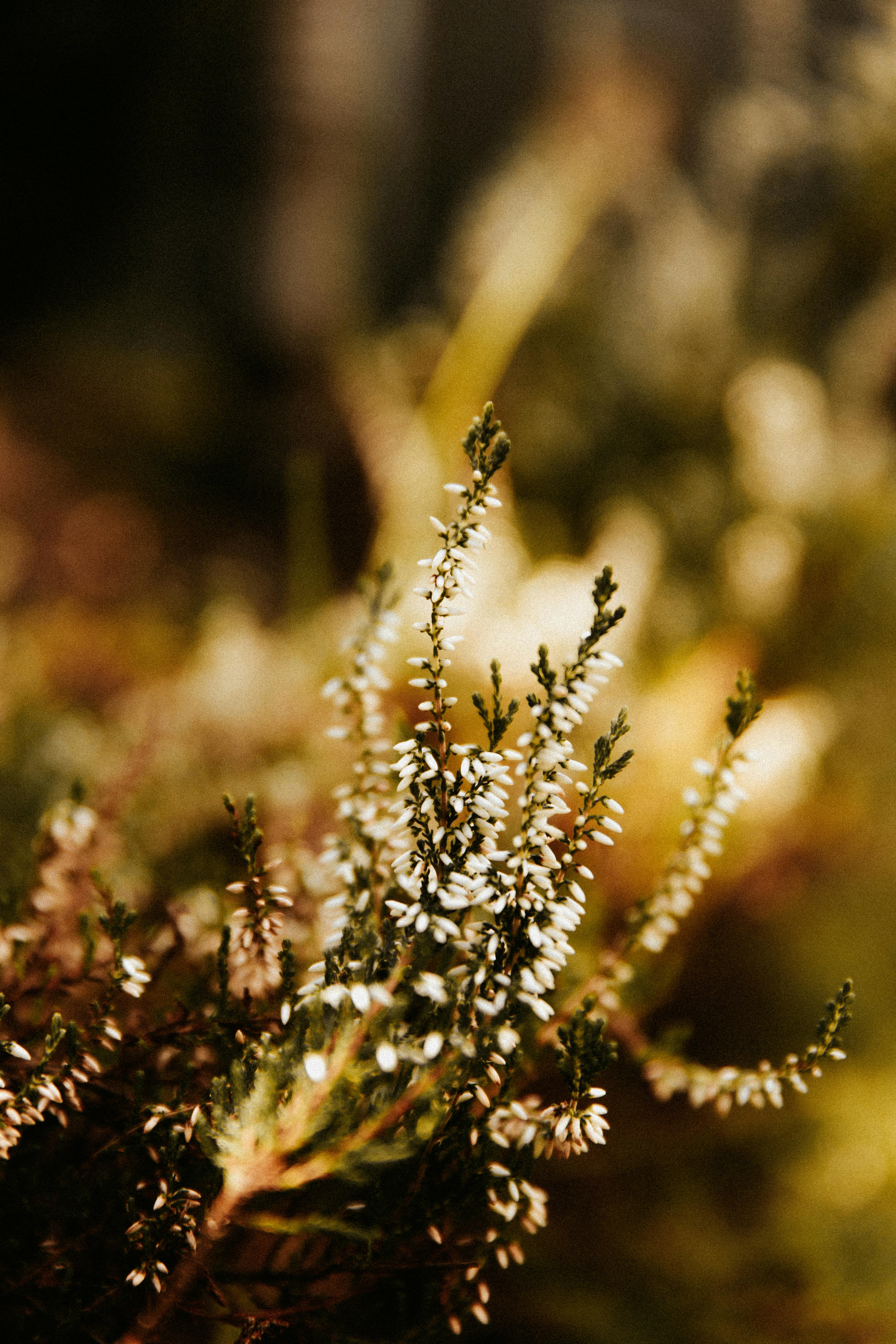 Heather Life Photos, Download The BEST Free Heather Life Stock Photos ...