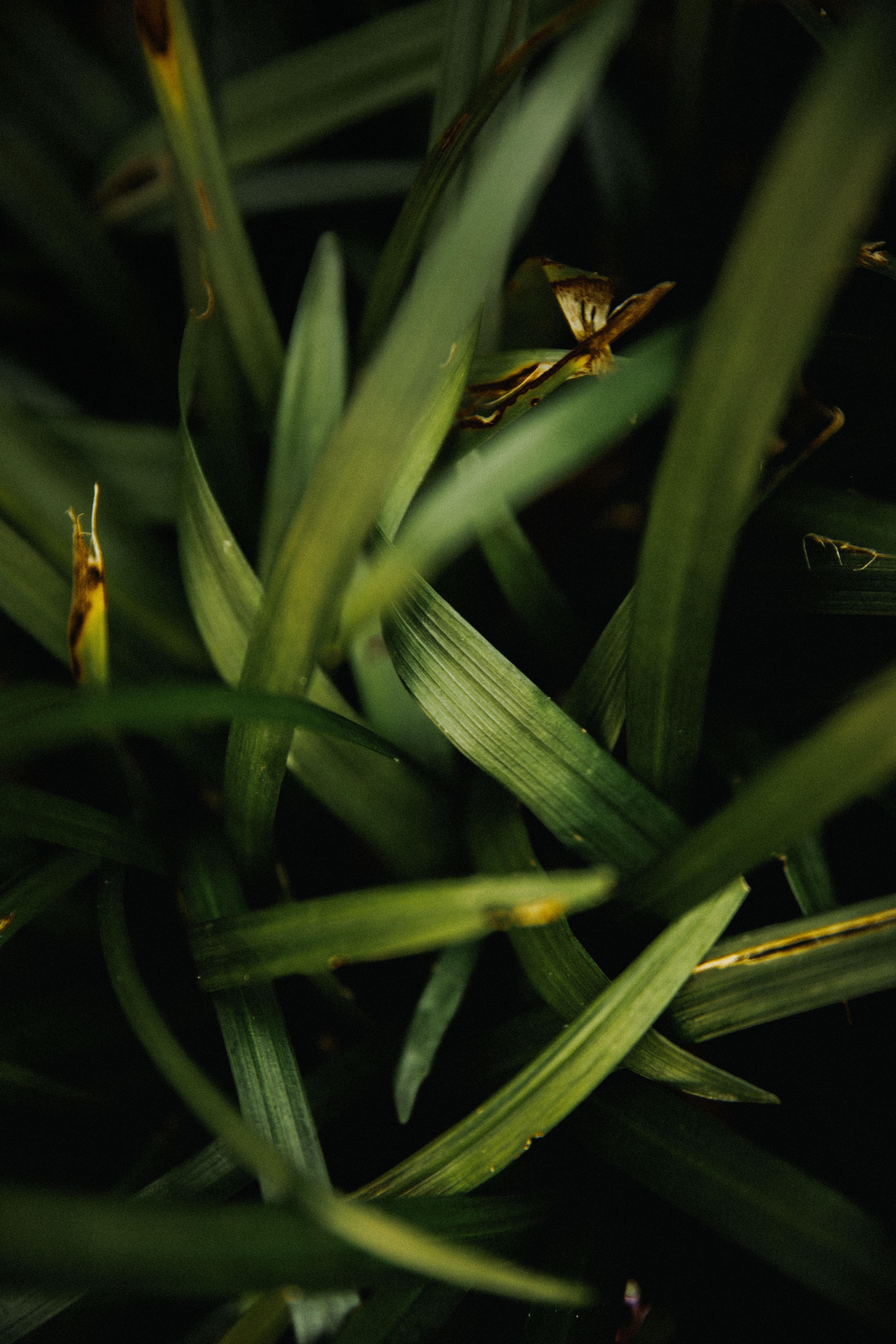 Two Green Plants · Free Stock Photo