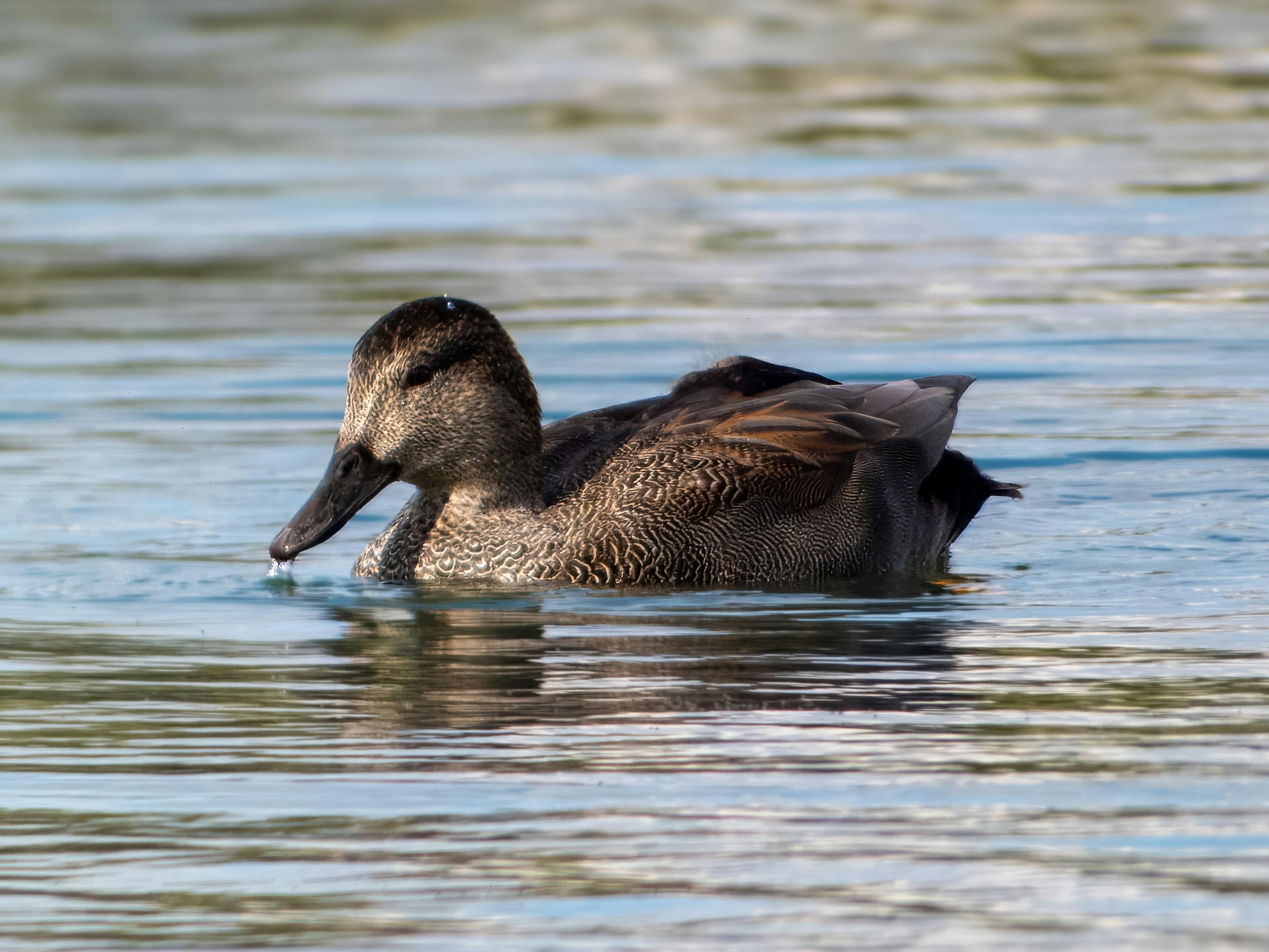 Waterfowl Behavior Photos, Download The BEST Free Waterfowl Behavior ...