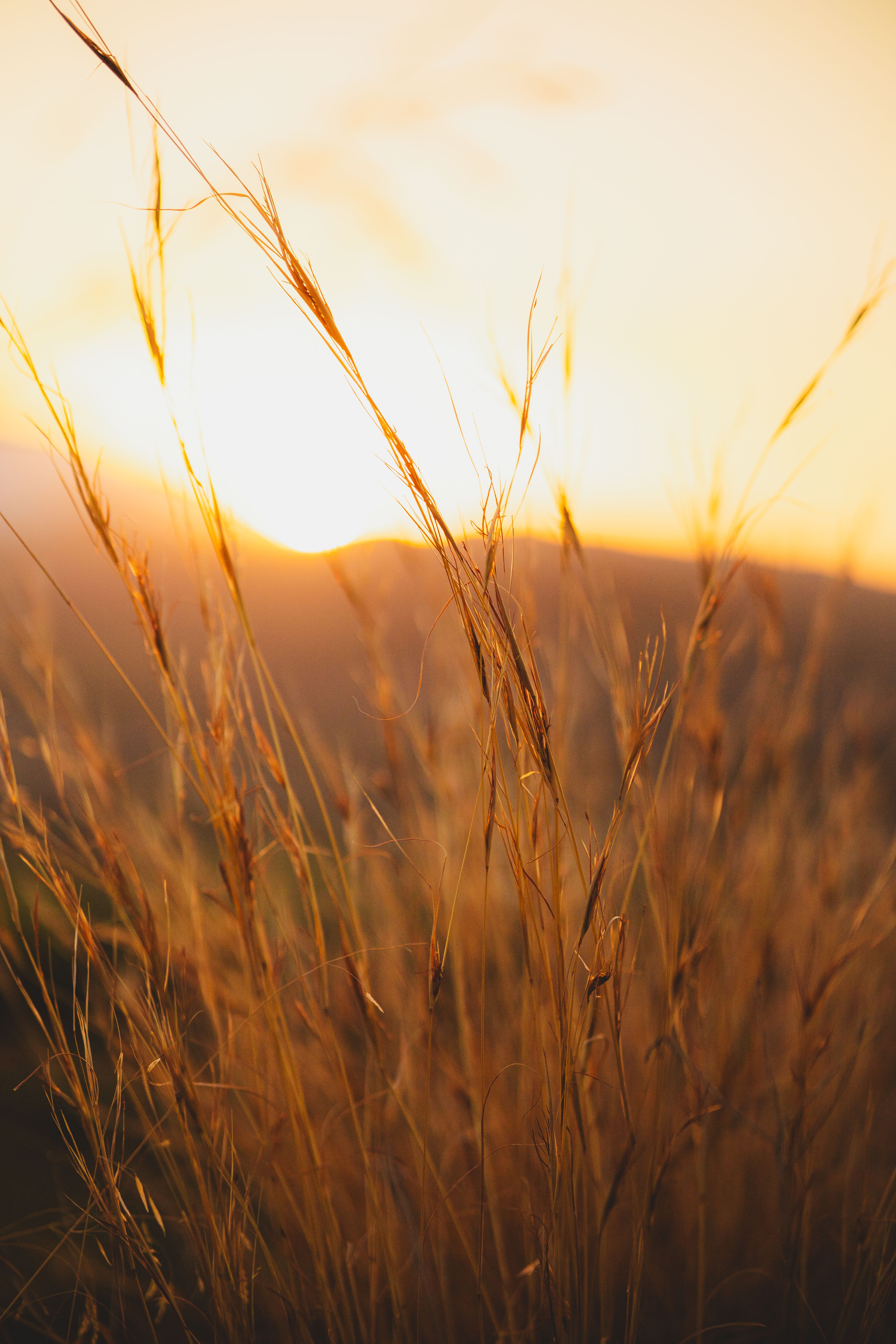 Golden Sunset Through Dry Grass in a Field · Free Stock Photo