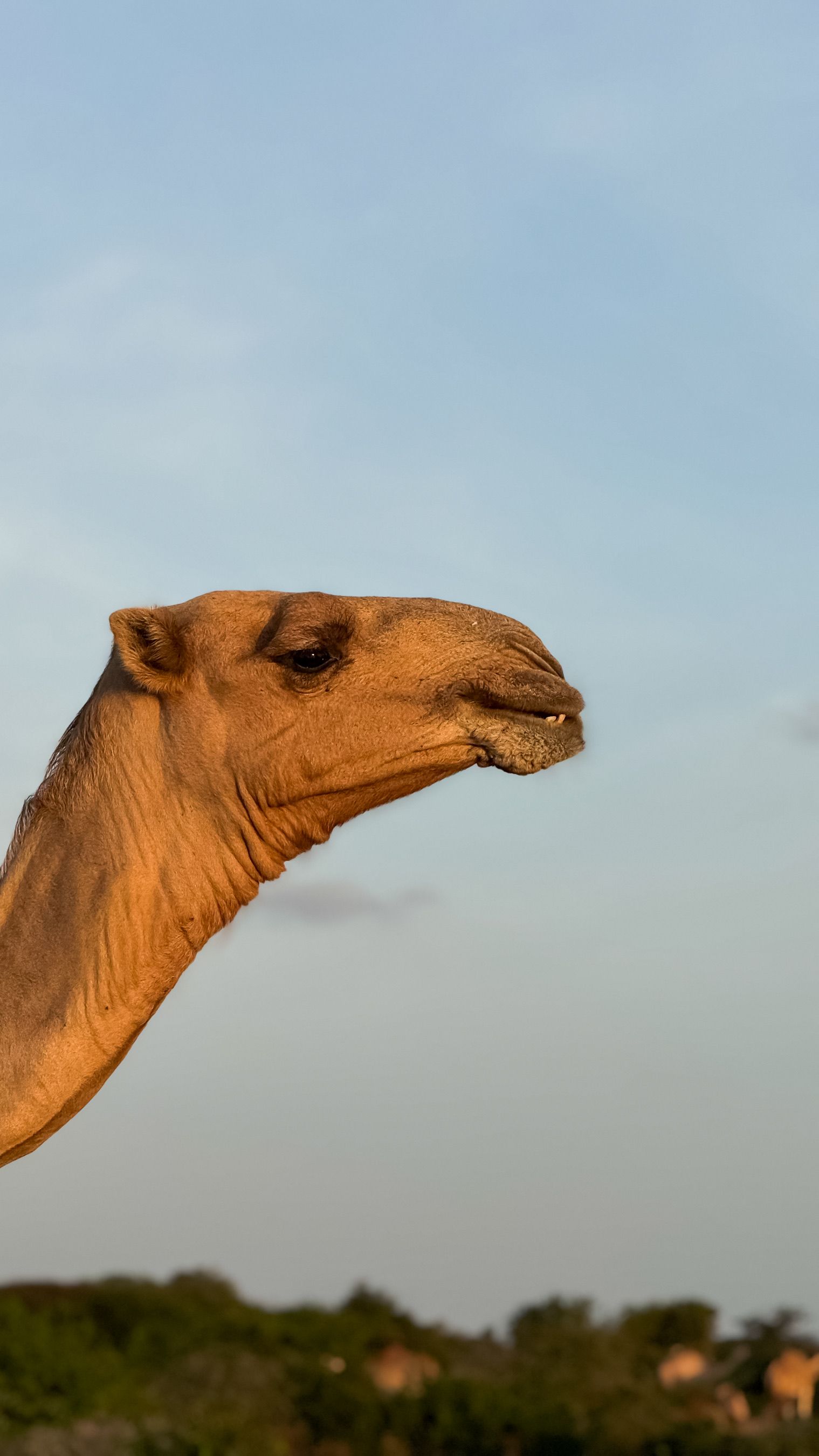 Close-Up of a Camel in Nature at Sunset · Free Stock Photo