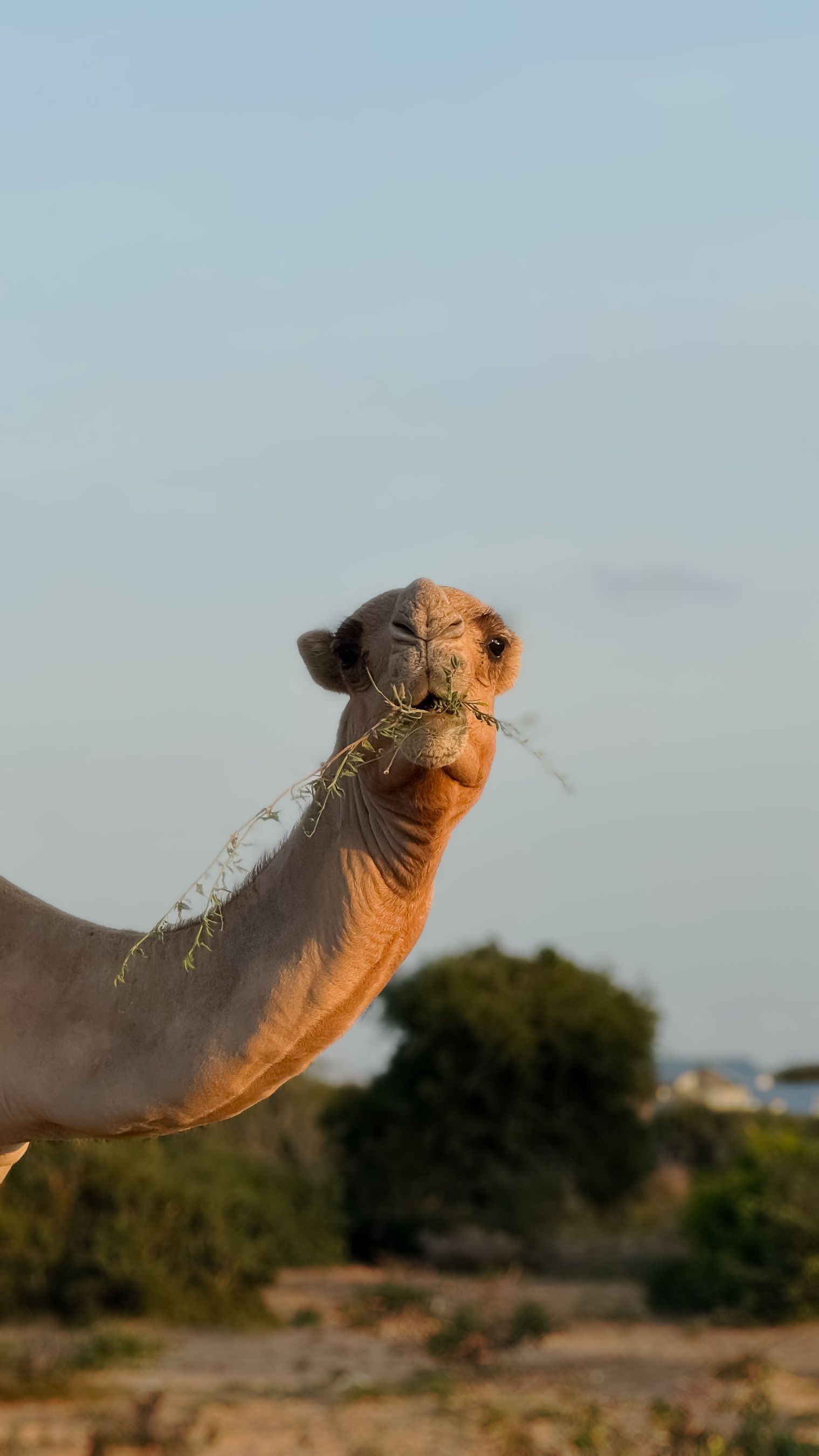 Phone Camel Photos, Download The BEST Free Phone Camel Stock Photos ...