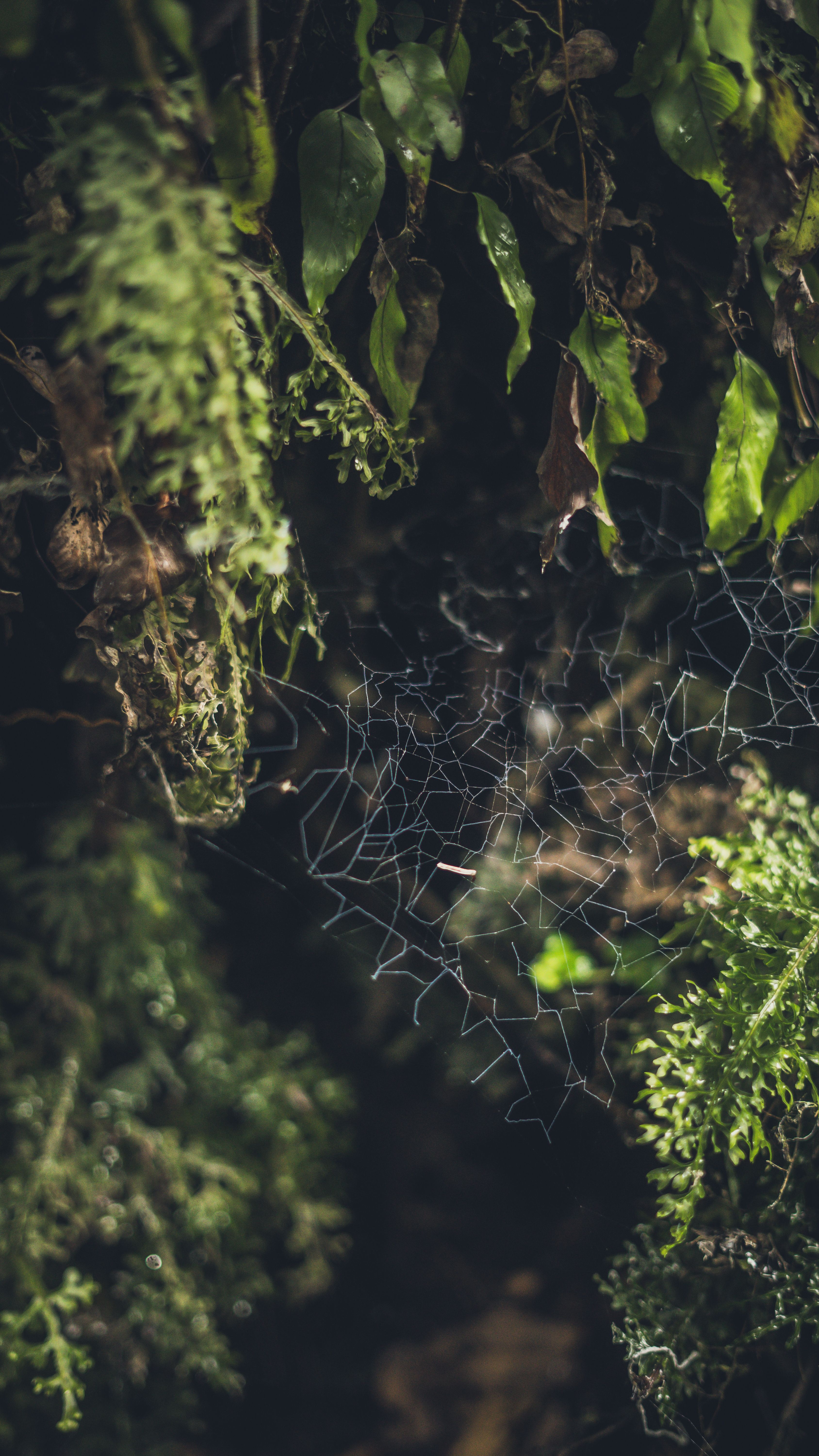 Moss-Covered Forest with Spider Web in Panguipulli · Free Stock Photo