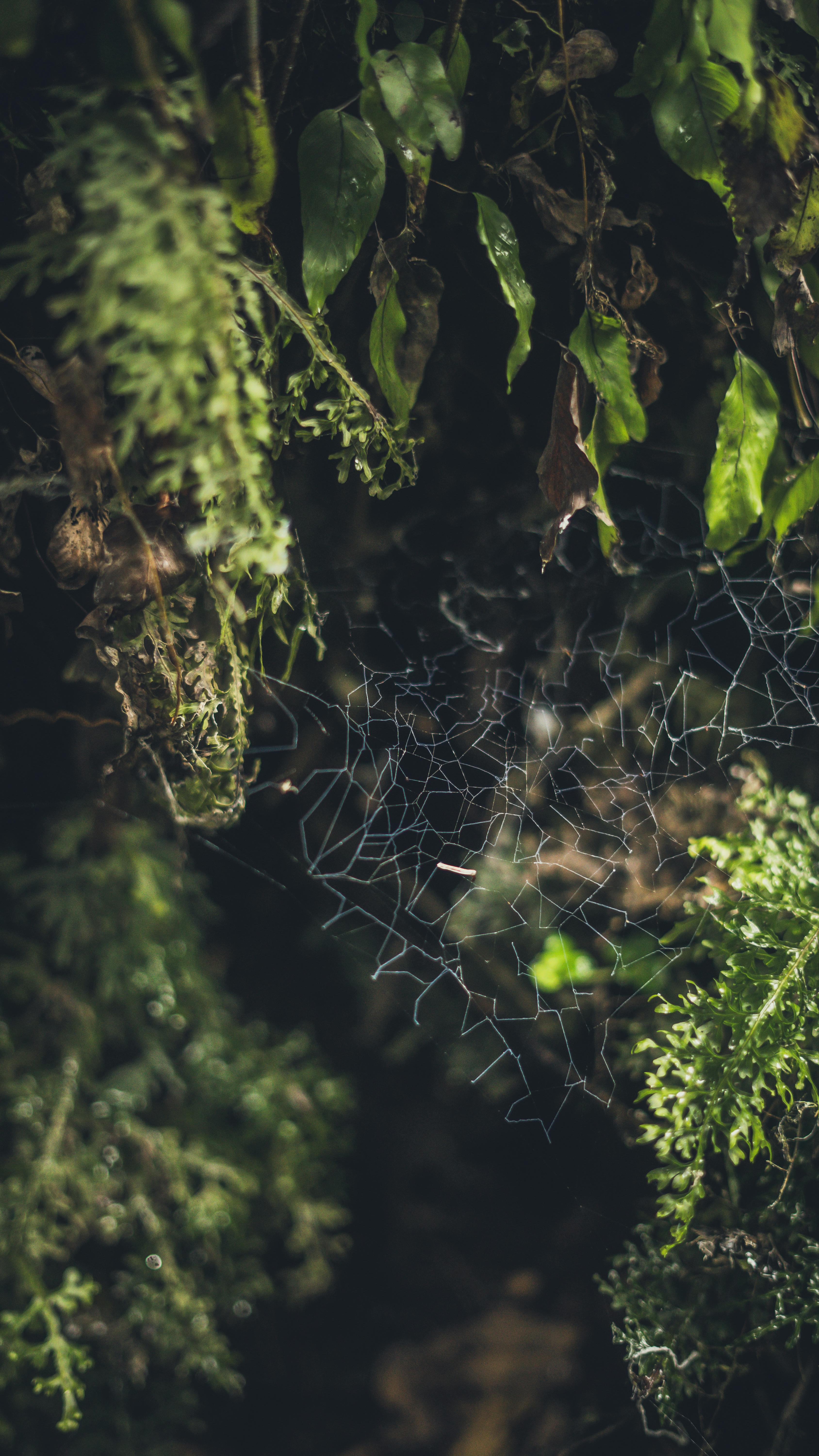 Spider Rich Photos, Download The BEST Free Spider Rich Stock Photos ...