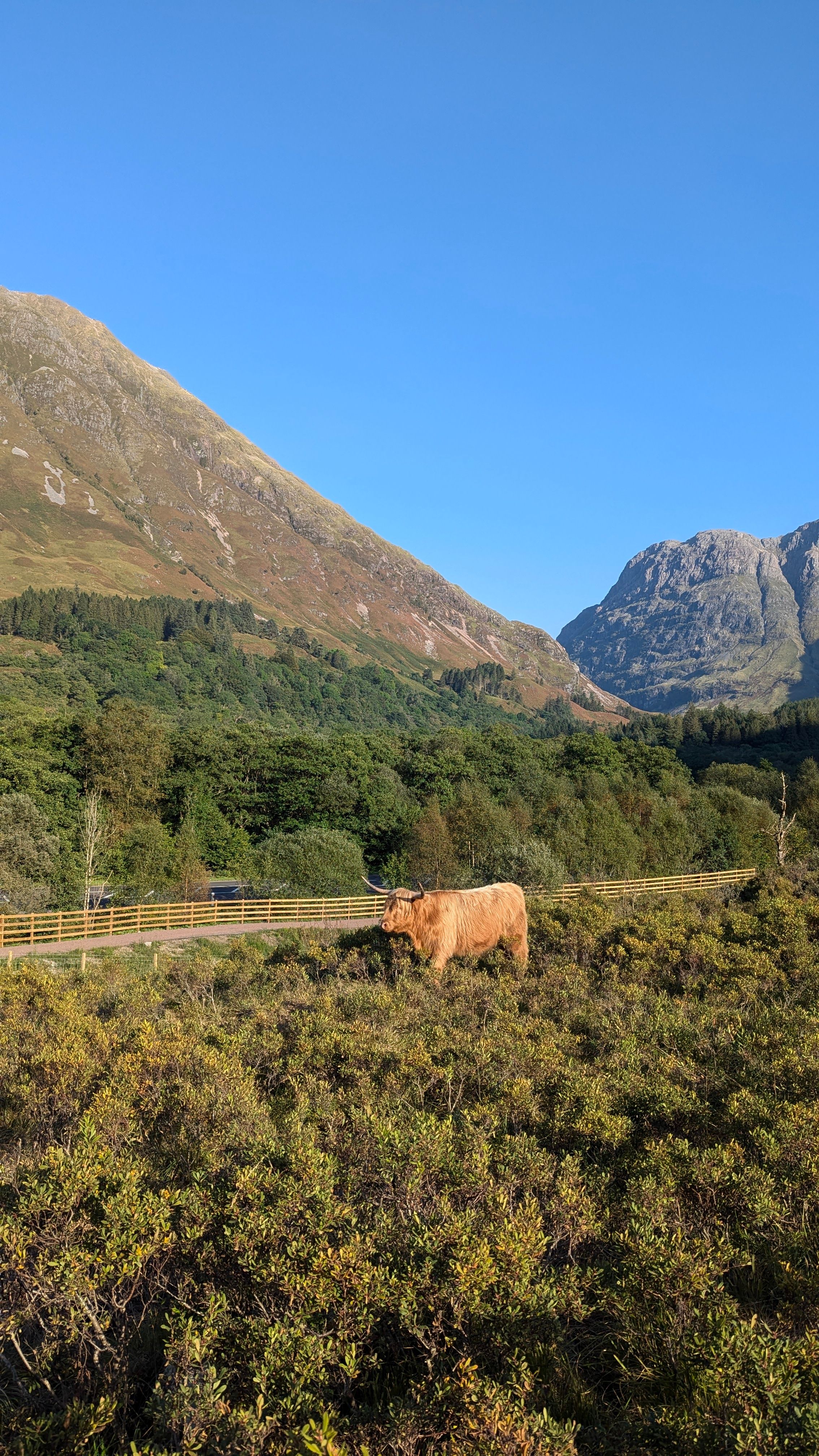 Highland Cow Grazing in Glencoe Scotland · Free Stock Photo