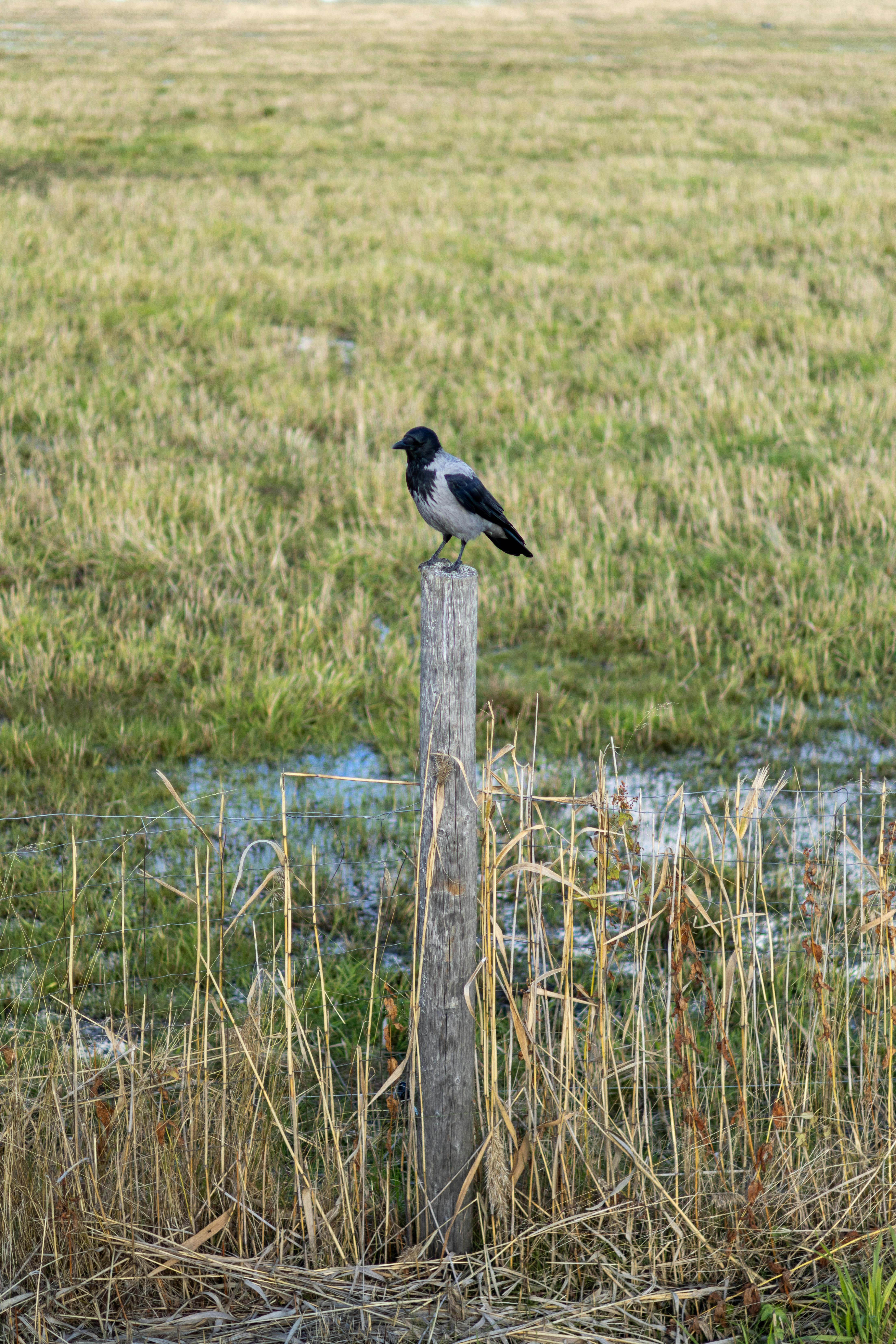 Hooded Crow Perched on Rustic Post · Free Stock Photo