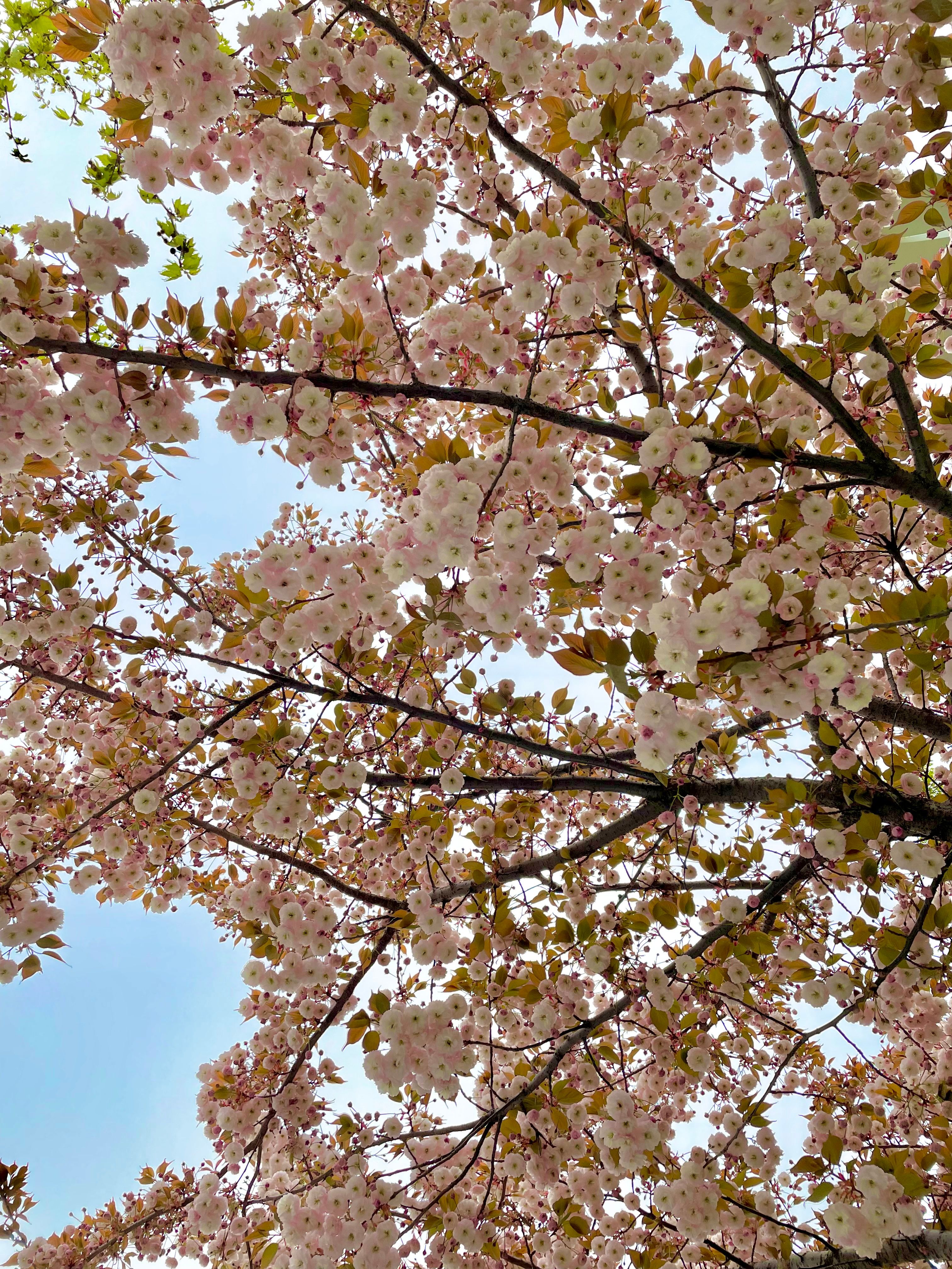 Blooming Cherry Blossom Tree in Springtime · Free Stock Photo