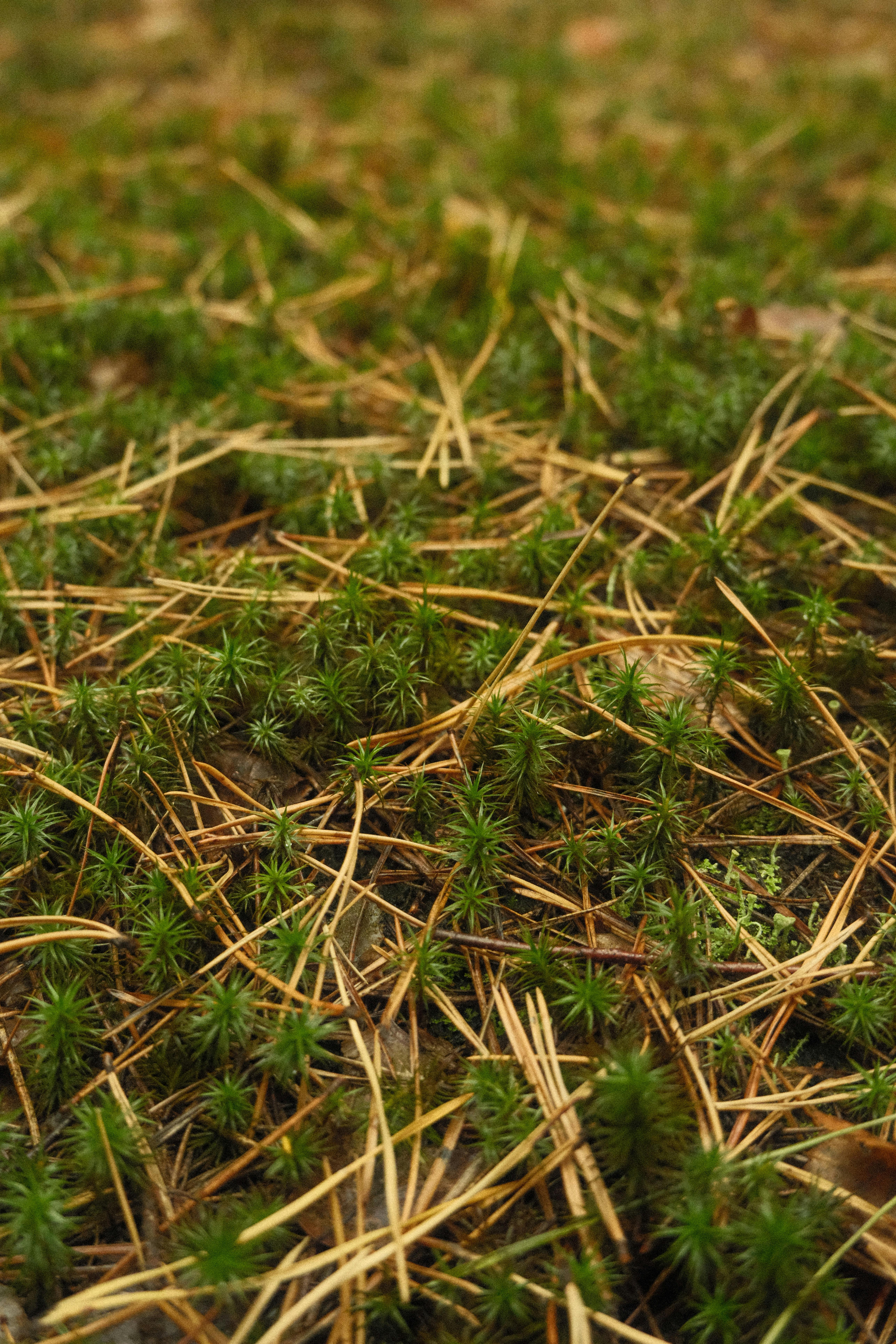 Forest Floor Texture Photos, Download The BEST Free Forest Floor ...