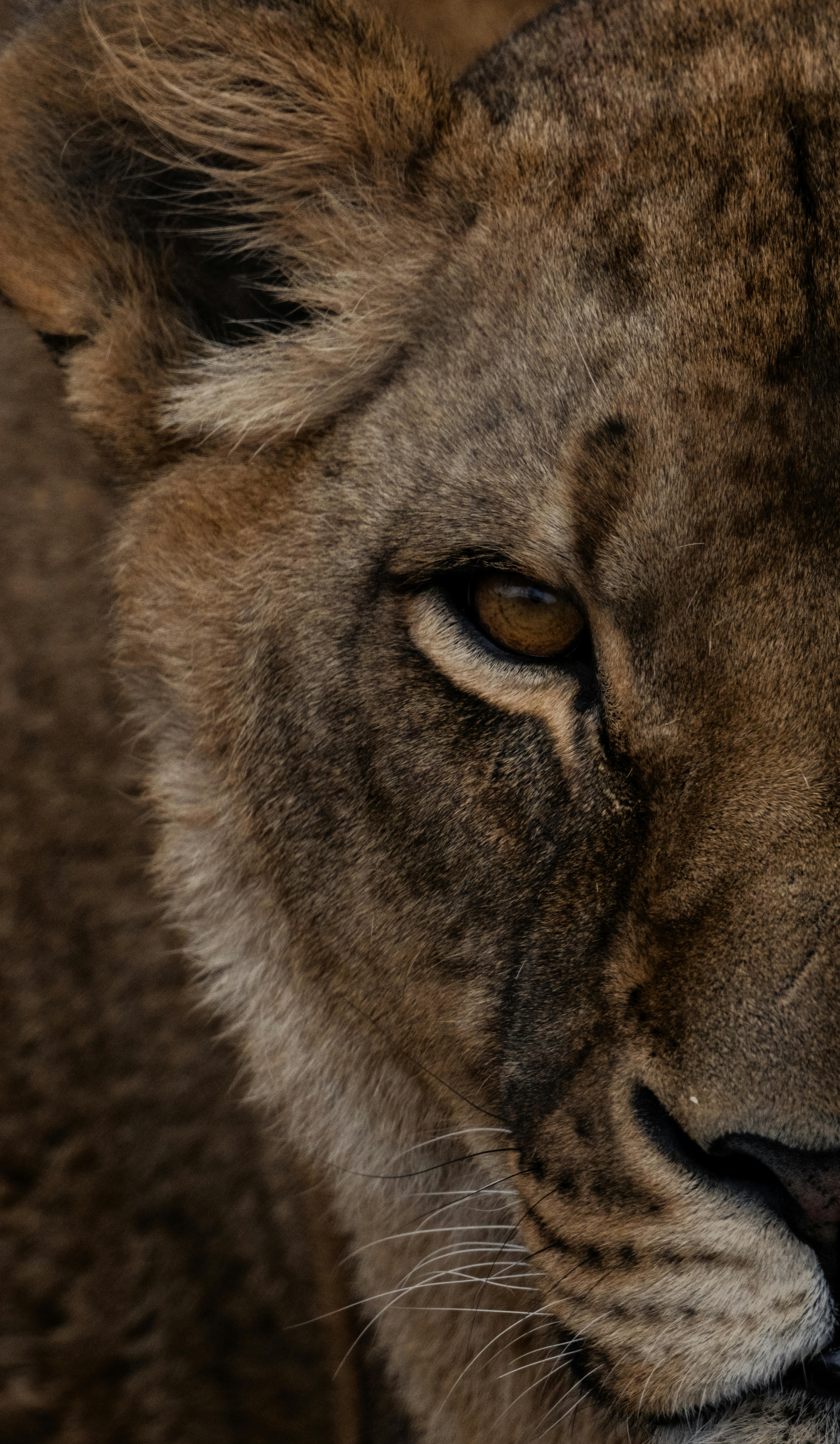 Close-Up Portrait of a Majestic Lioness · Free Stock Photo