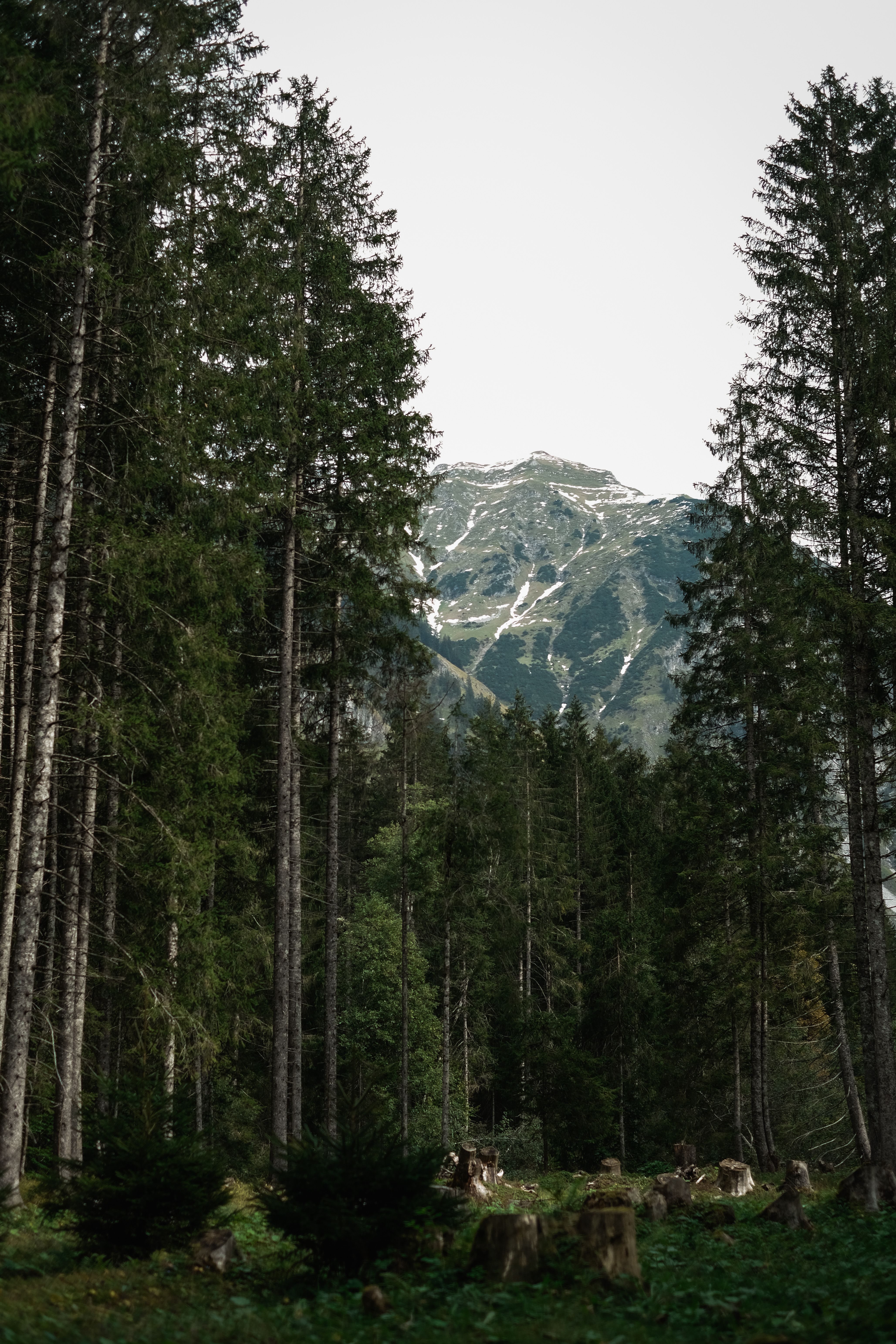 Serene Alpine Forest with Mountain View · Free Stock Photo