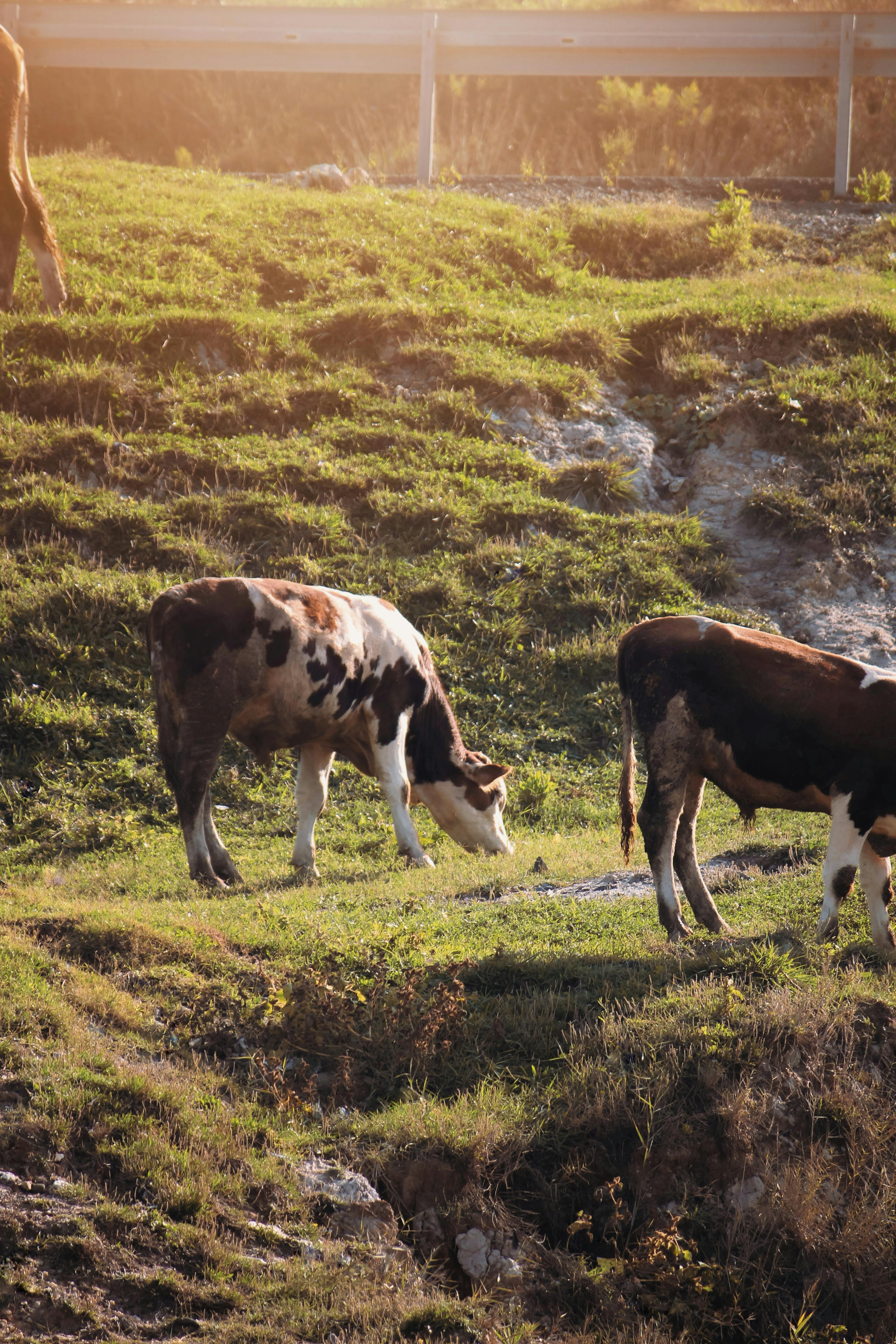 Cows Grazing Peacefully in Sunlit Pasture · Free Stock Photo