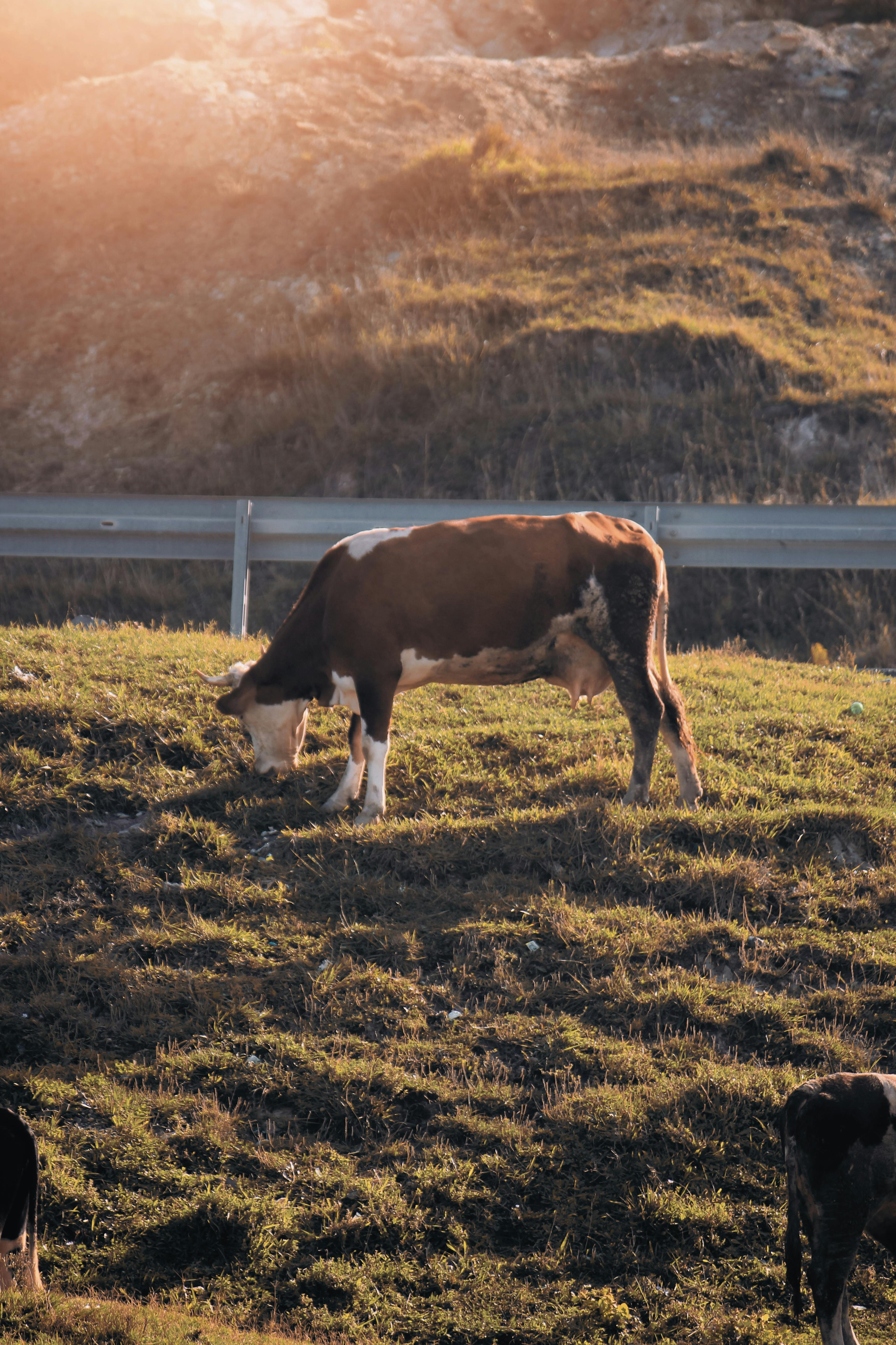 Coloured Cow Photos, Download The BEST Free Coloured Cow Stock Photos ...