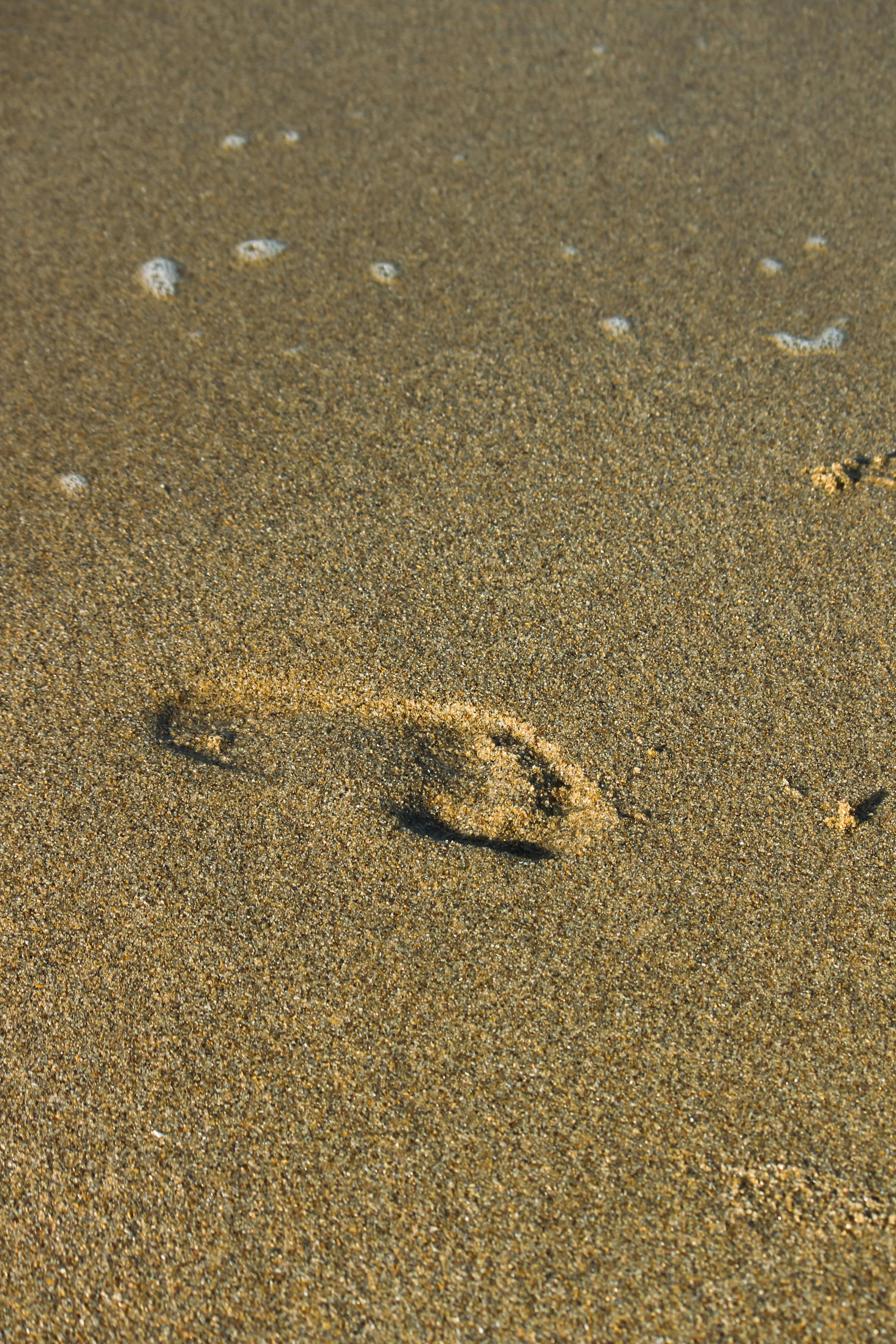Foot Prints On Brown Sand · Free Stock Photo