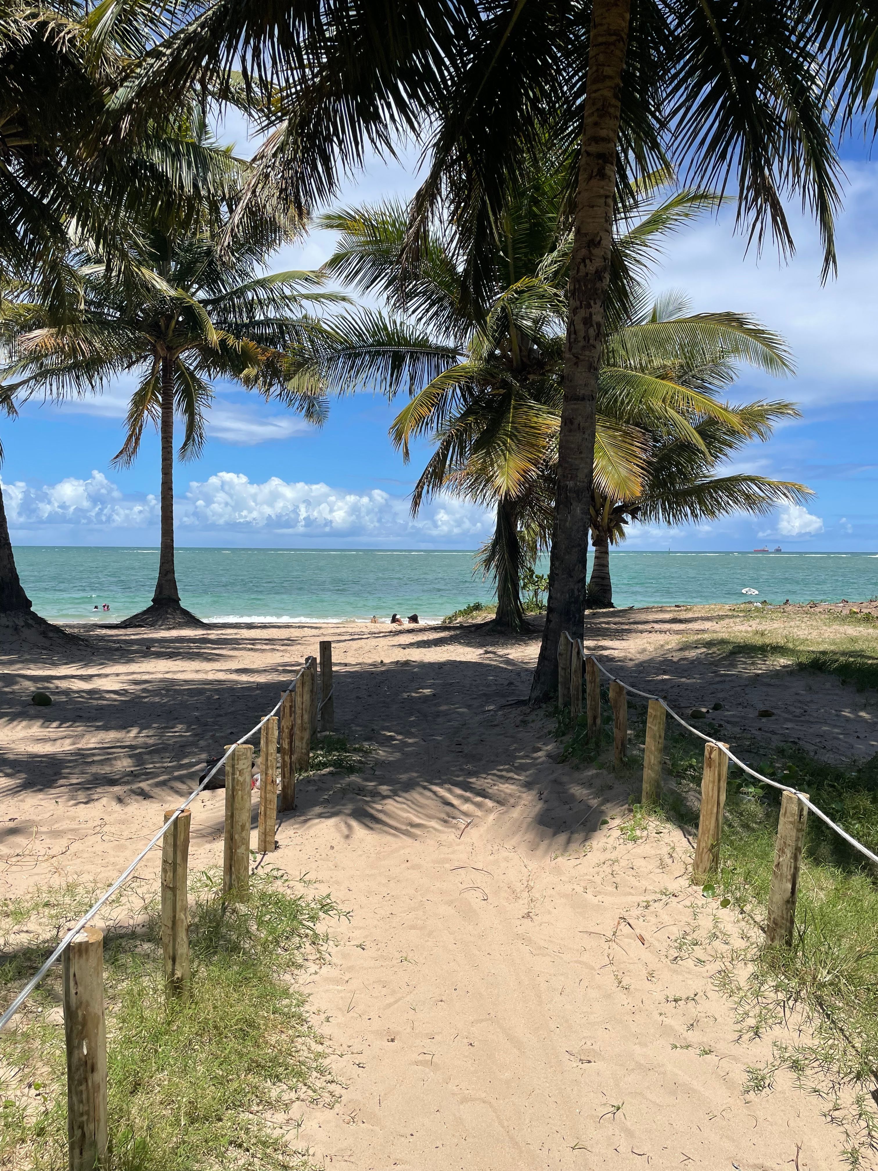 Tropical Beach Pathway with Palm Trees and Ocean View · Free Stock Photo